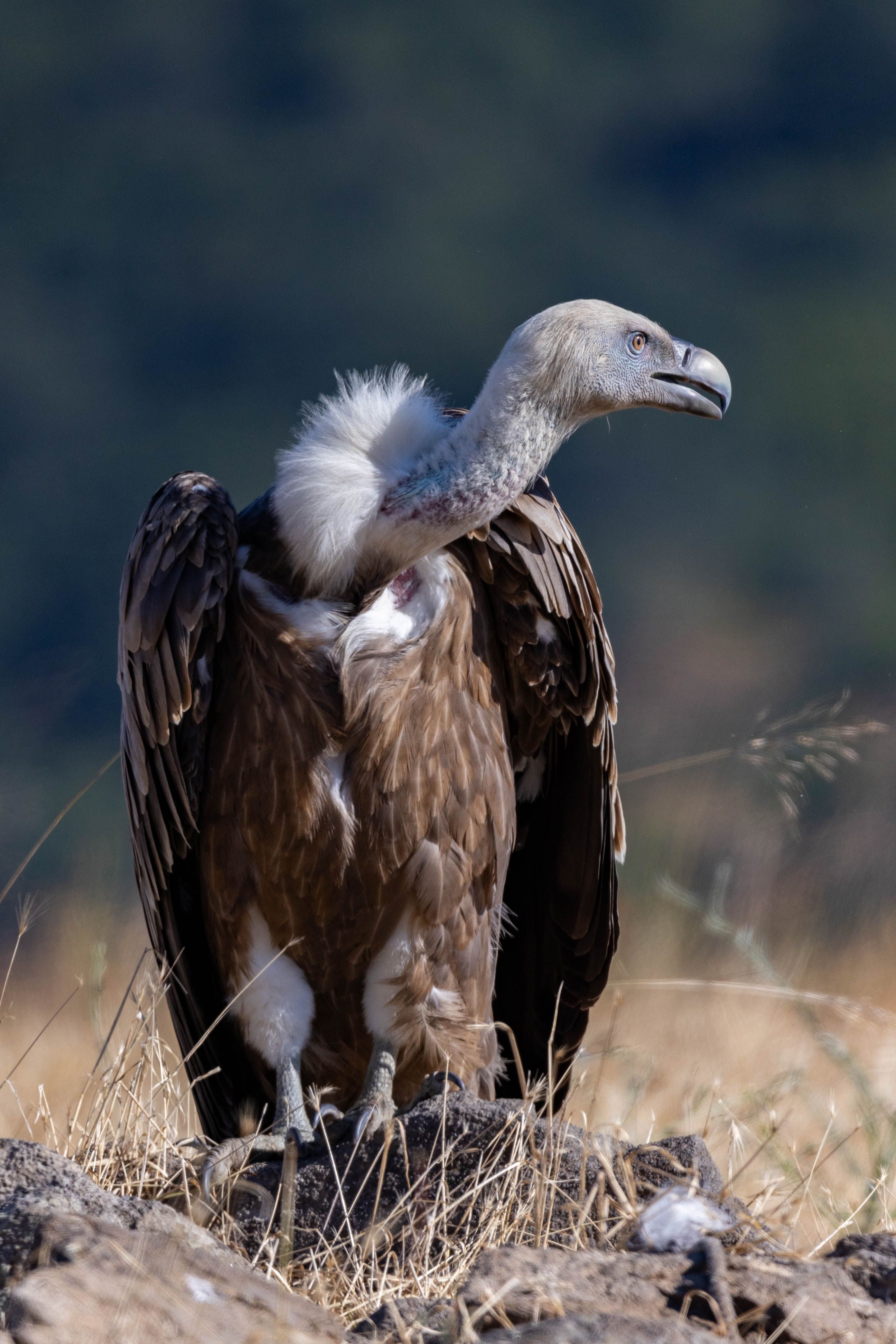 Vulture in Nature · Free Stock Photo