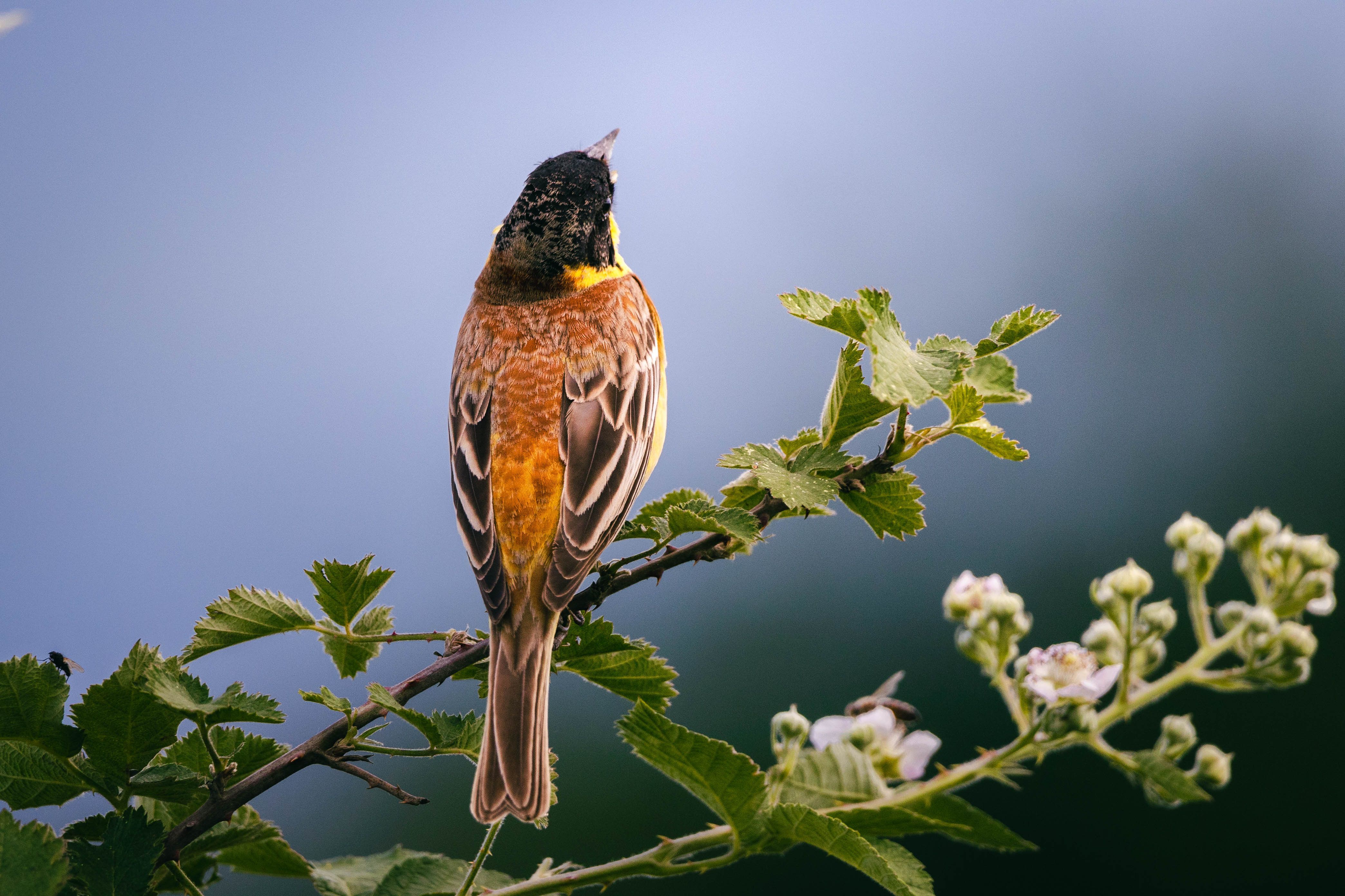 Bird Back View Photos, Download The BEST Free Bird Back View Stock ...