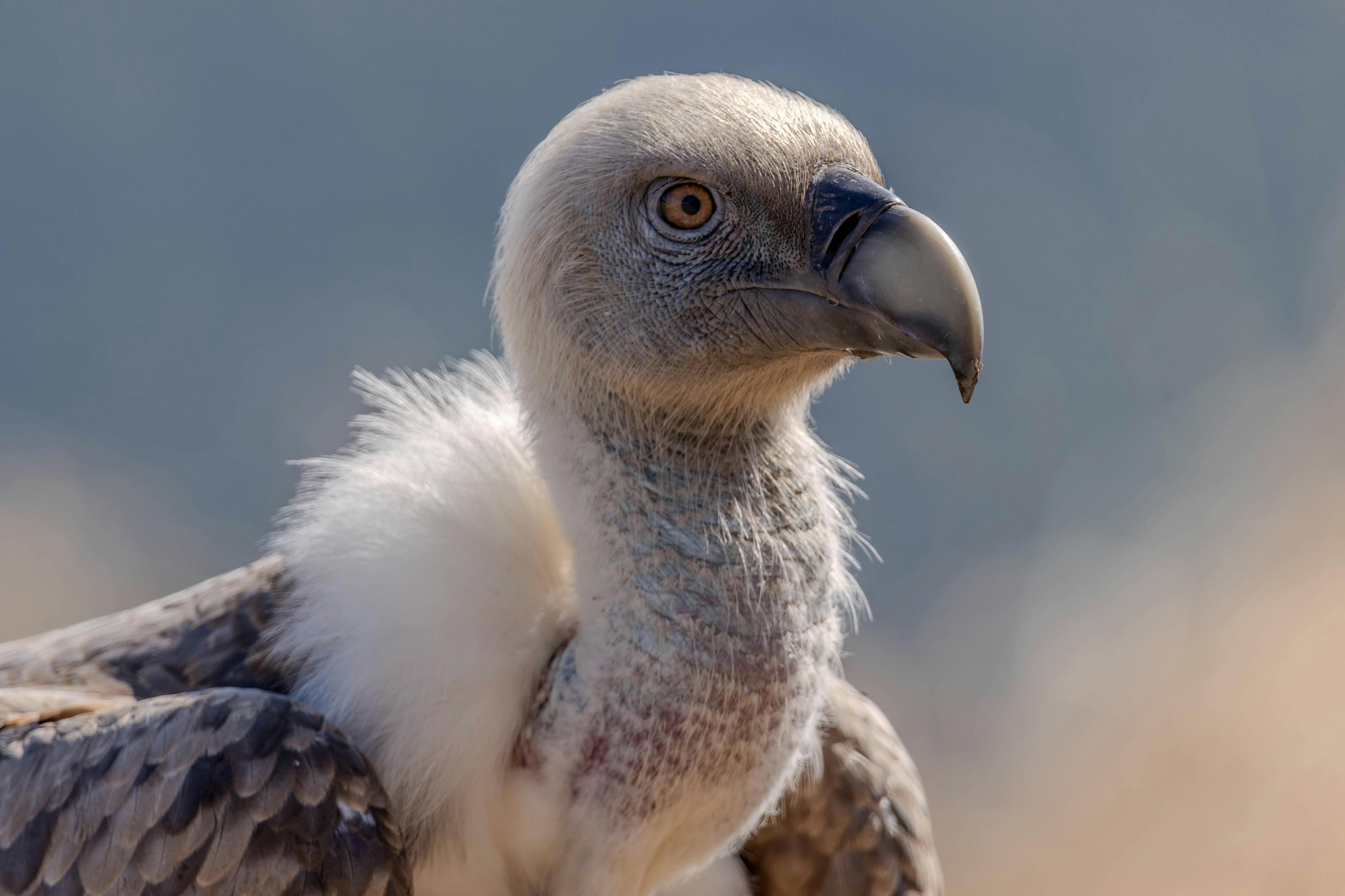 Close up of a Vulture · Free Stock Photo