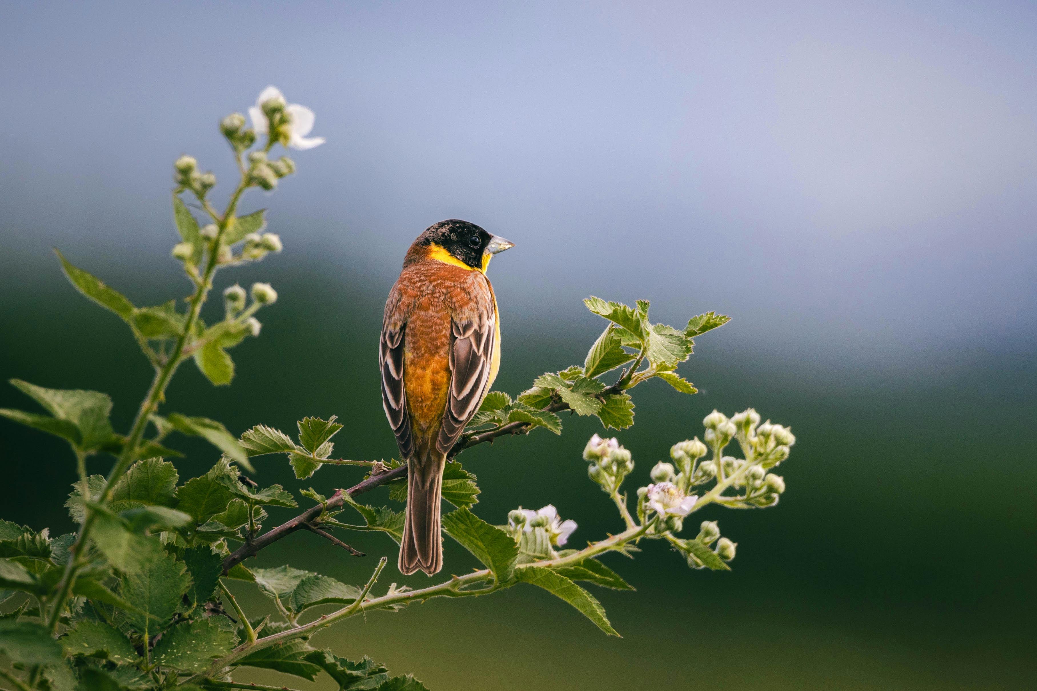 Black-headed Blunting Bird · Free Stock Photo