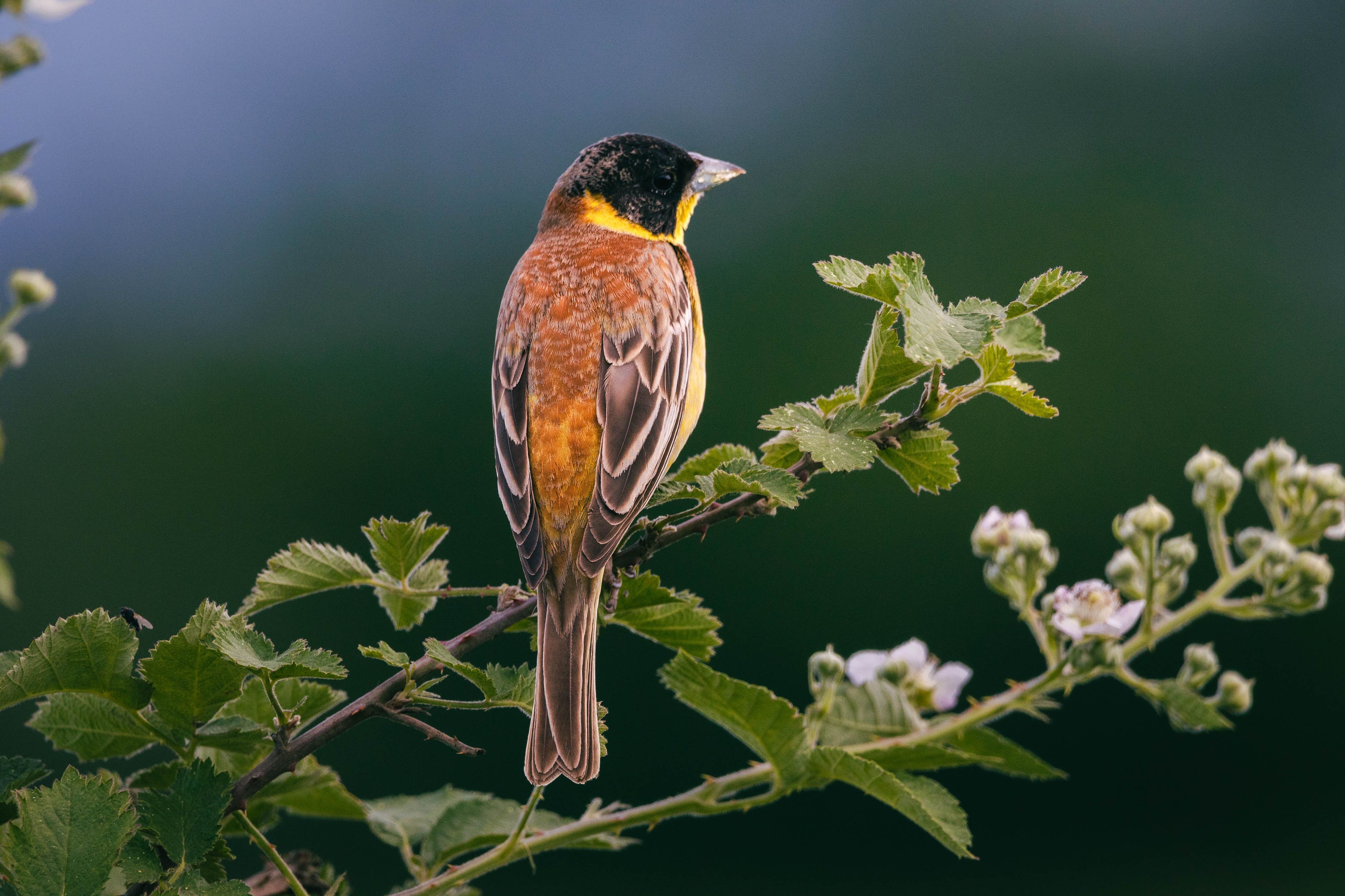 Close-up of a Songbird · Free Stock Photo