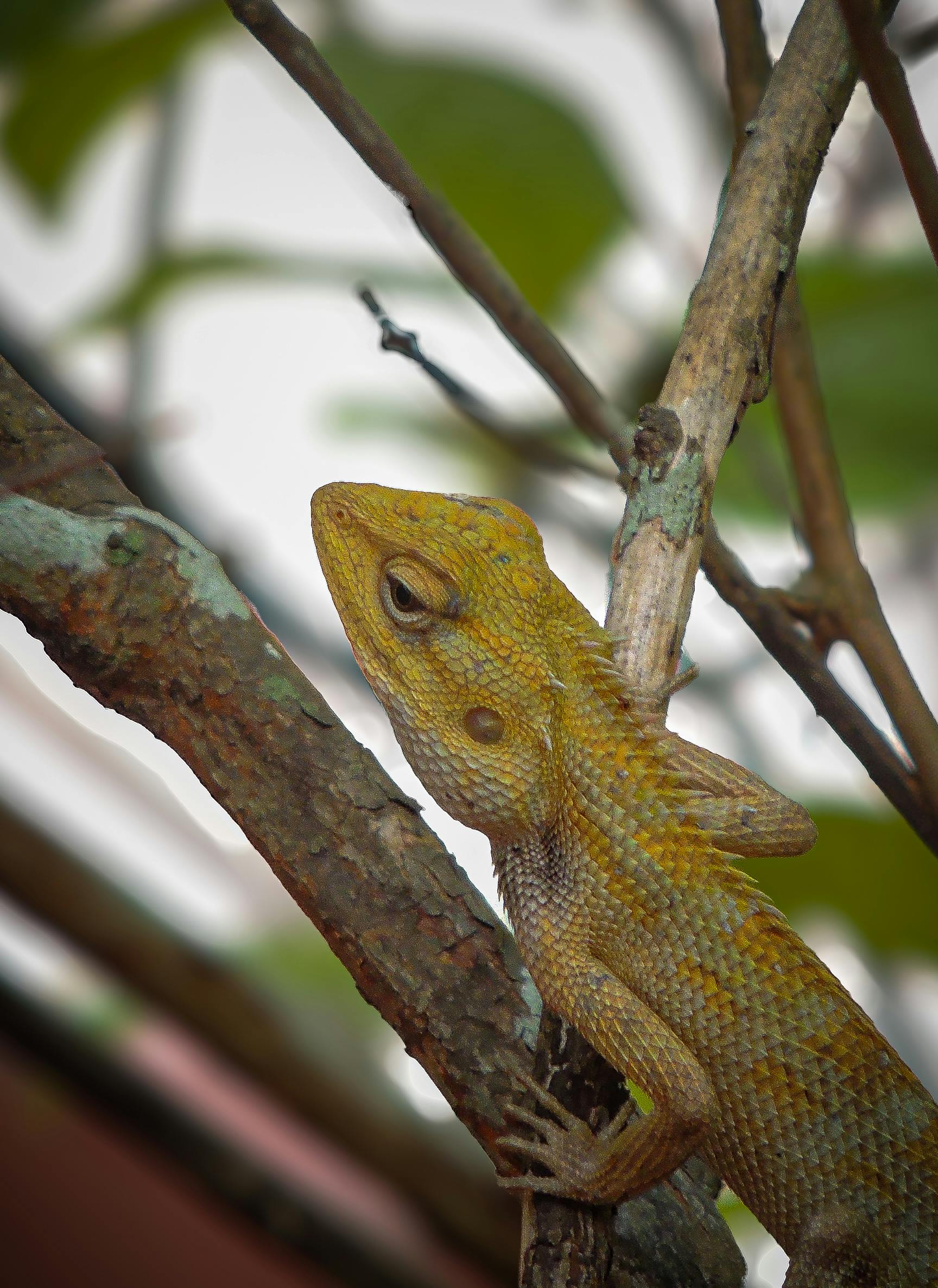A yellow and black lizard is sitting on a tree branch · Free Stock Photo