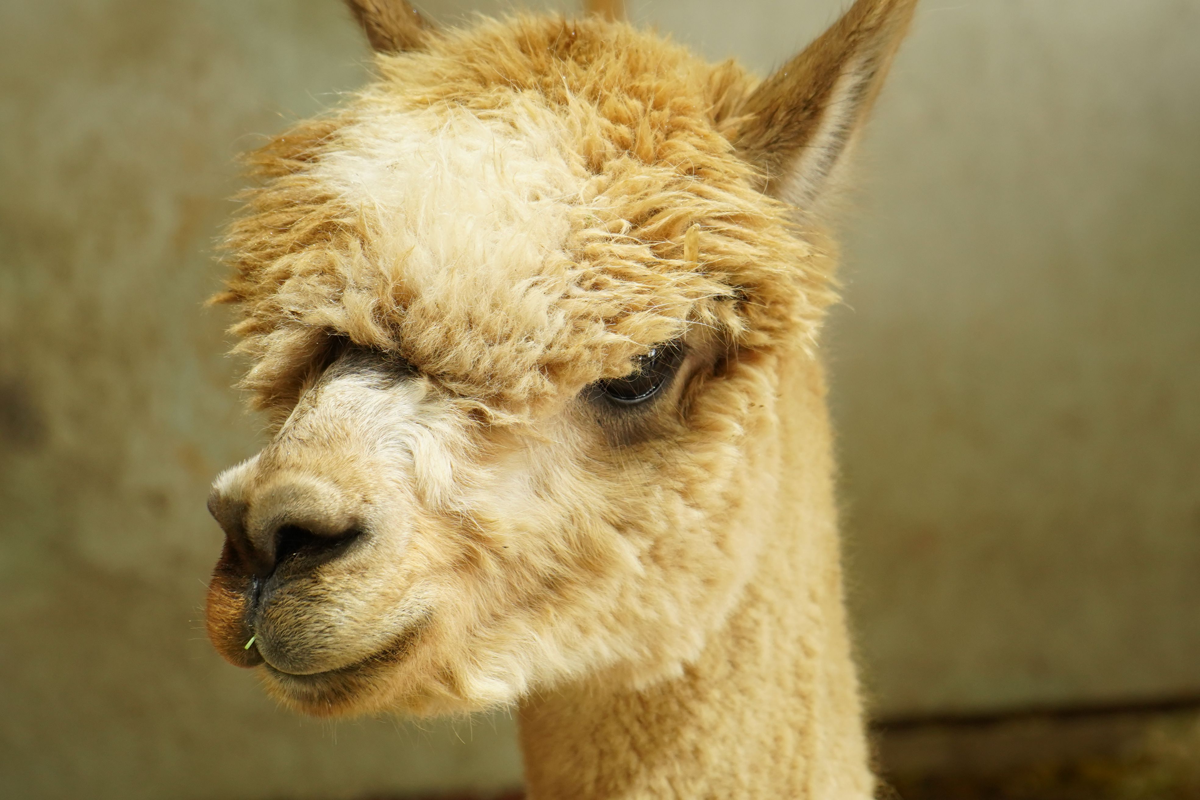 Day Lama Photos, Download The BEST Free Day Lama Stock Photos & HD Images