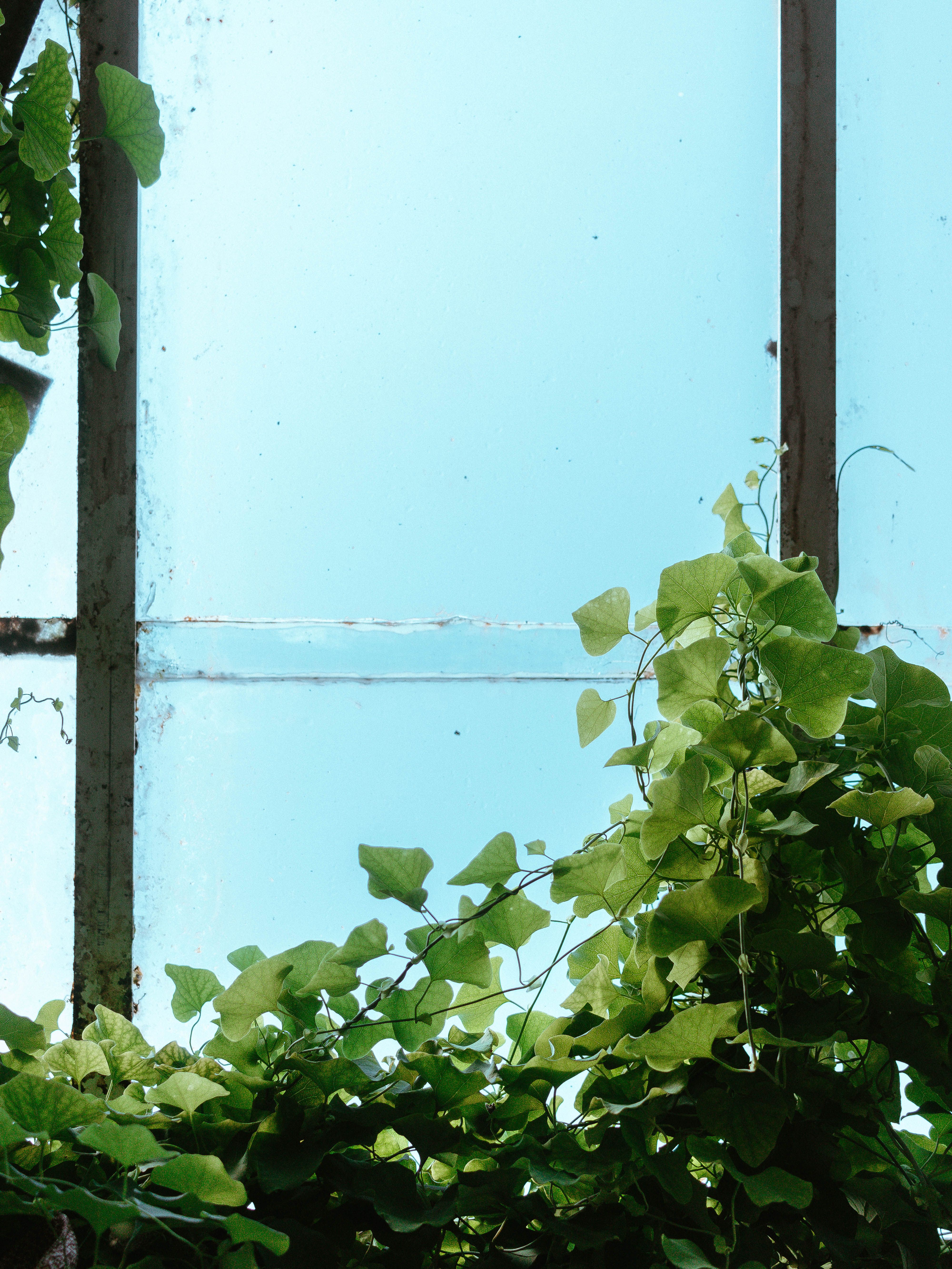 A window with vines growing out of it · Free Stock Photo