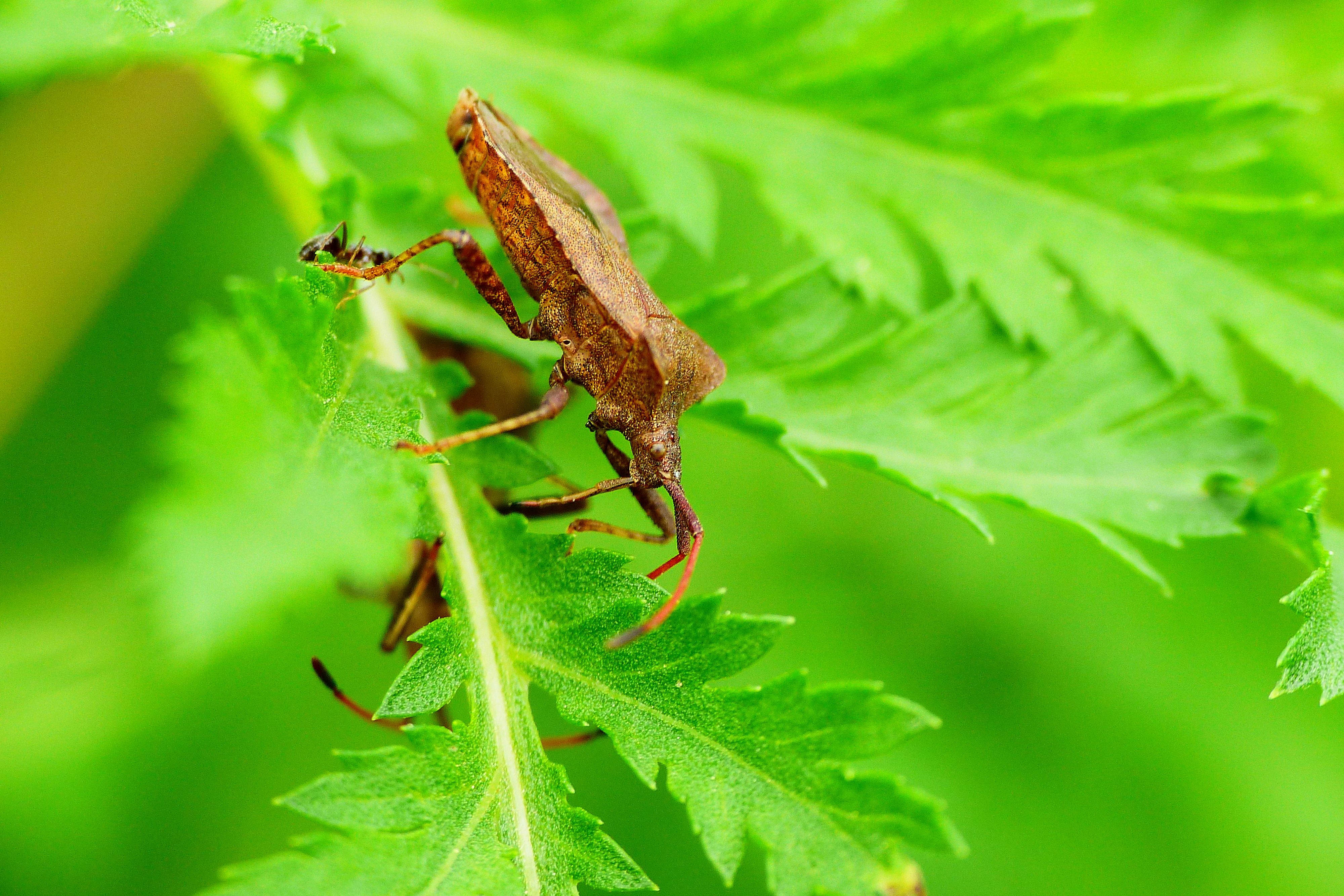 A bug is sitting on top of a leaf · Free Stock Photo