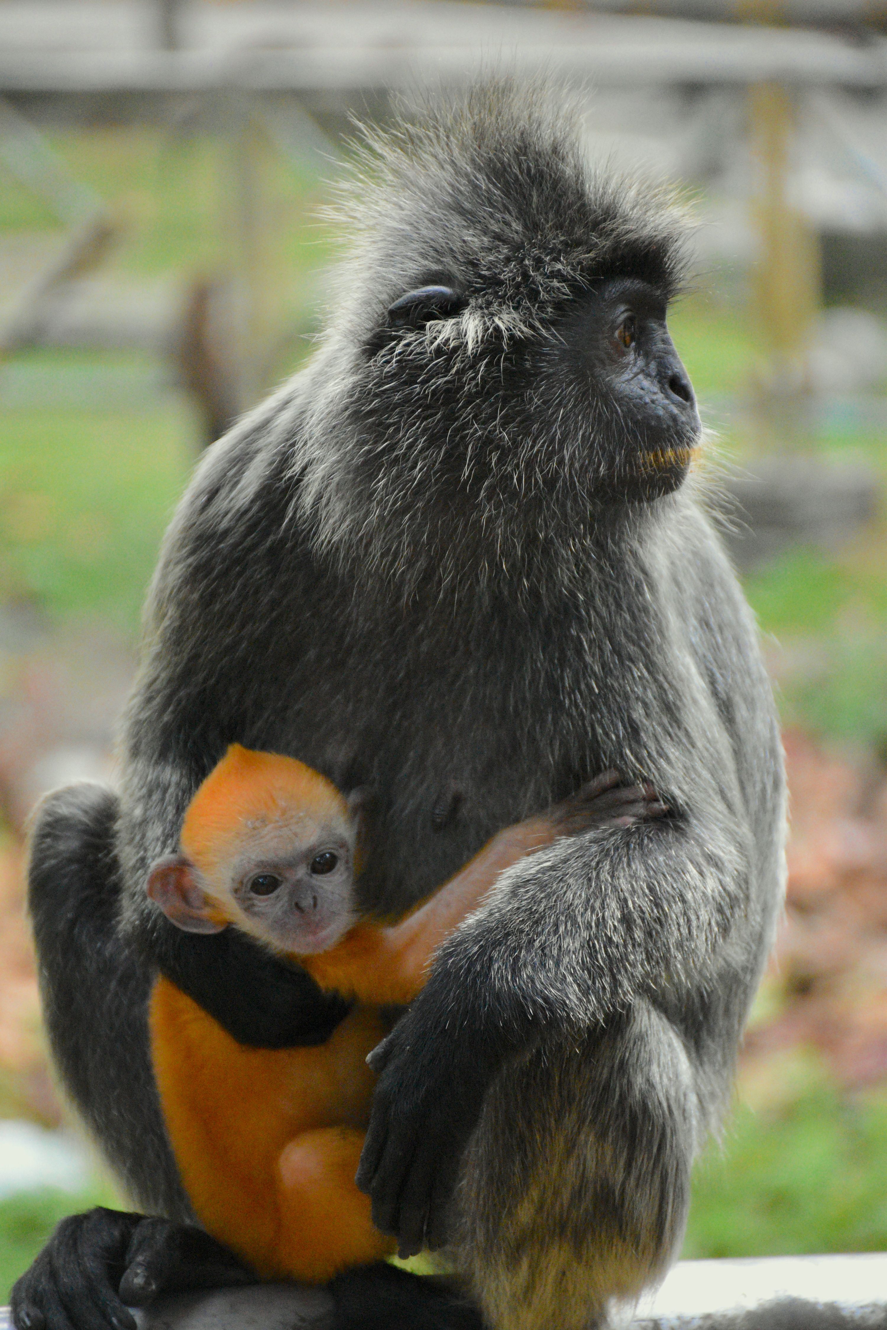A monkey holding a baby in its arms · Free Stock Photo