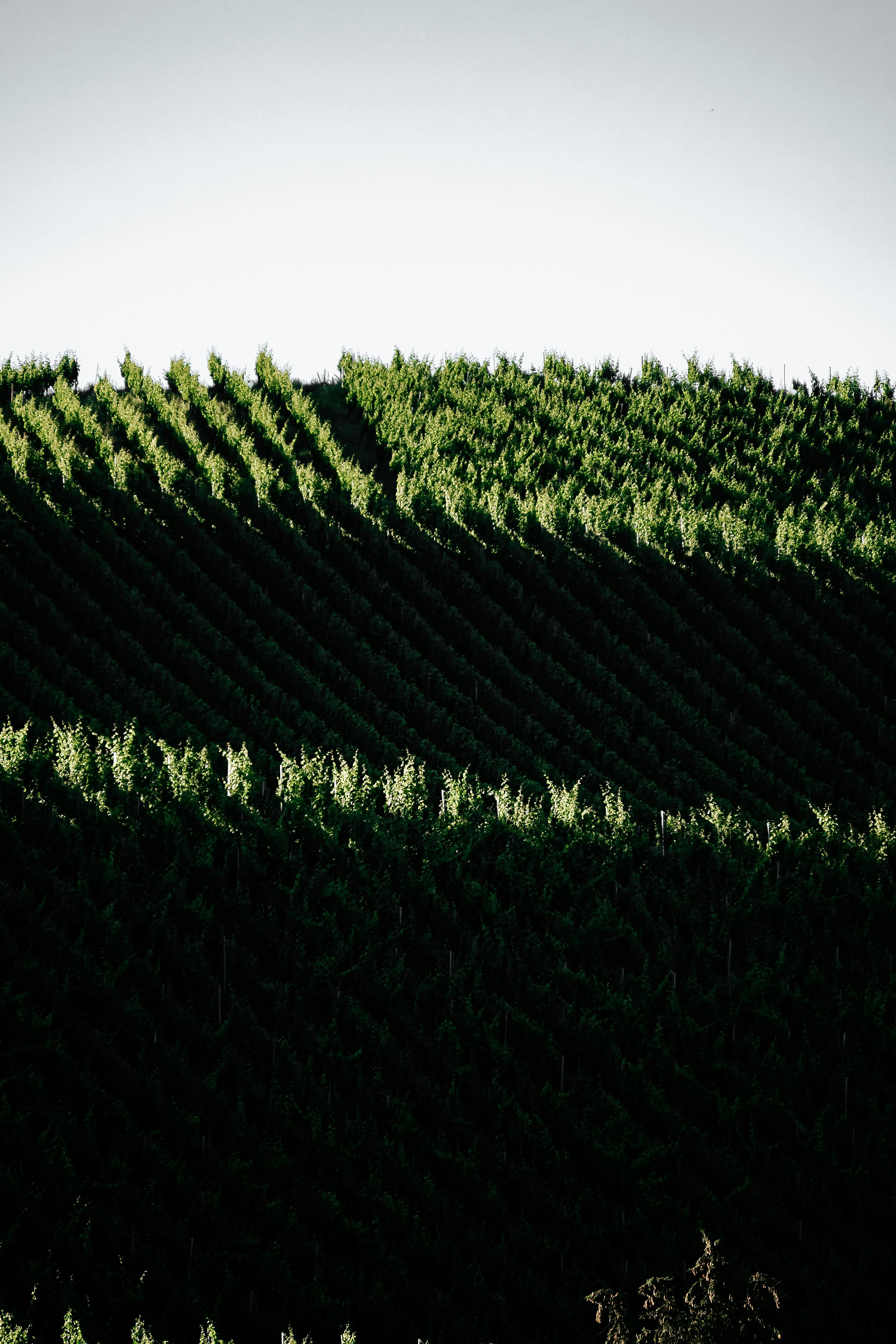 Green Hedge in Shadow · Free Stock Photo