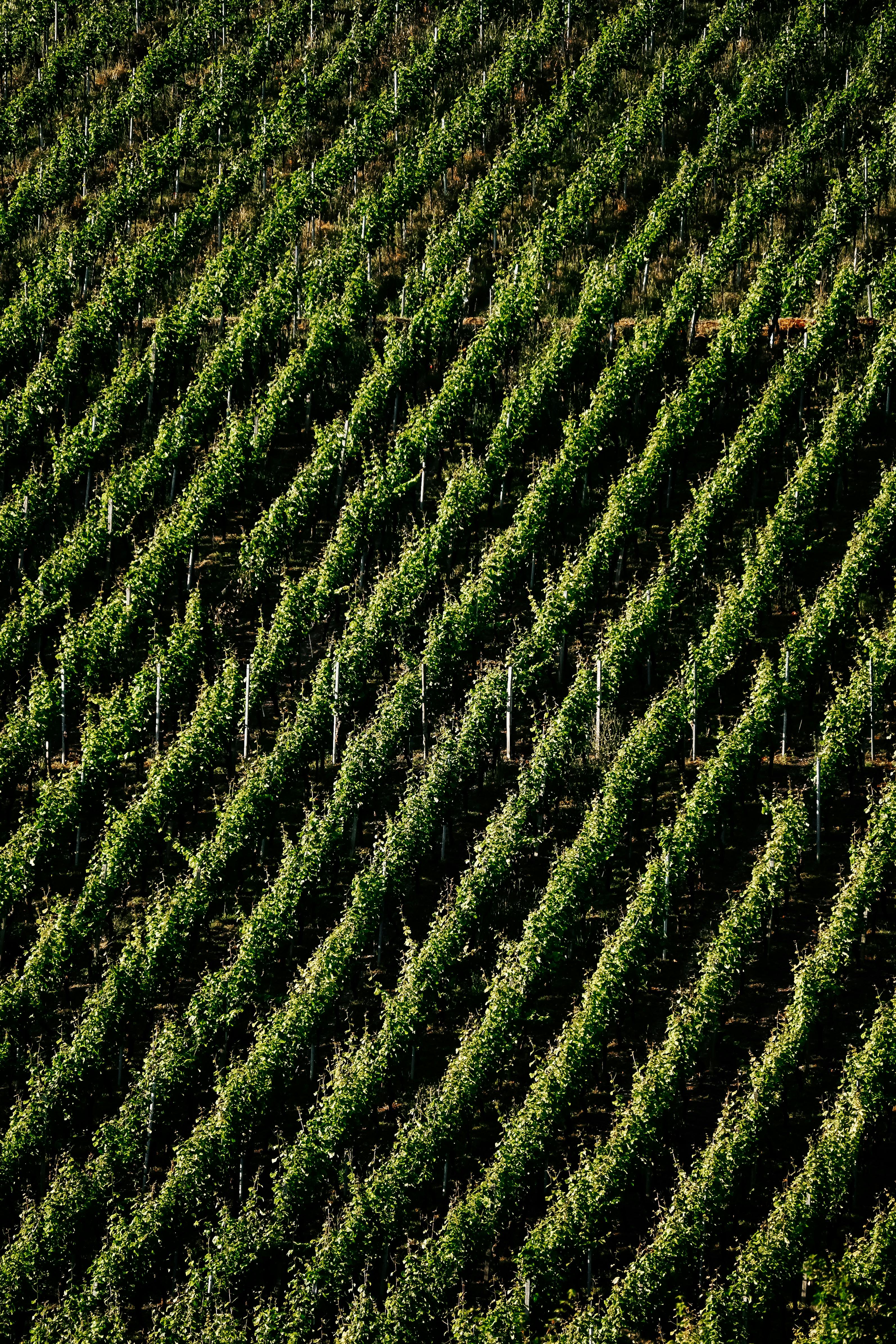 An aerial view of a vineyard with rows of vines · Free Stock Photo