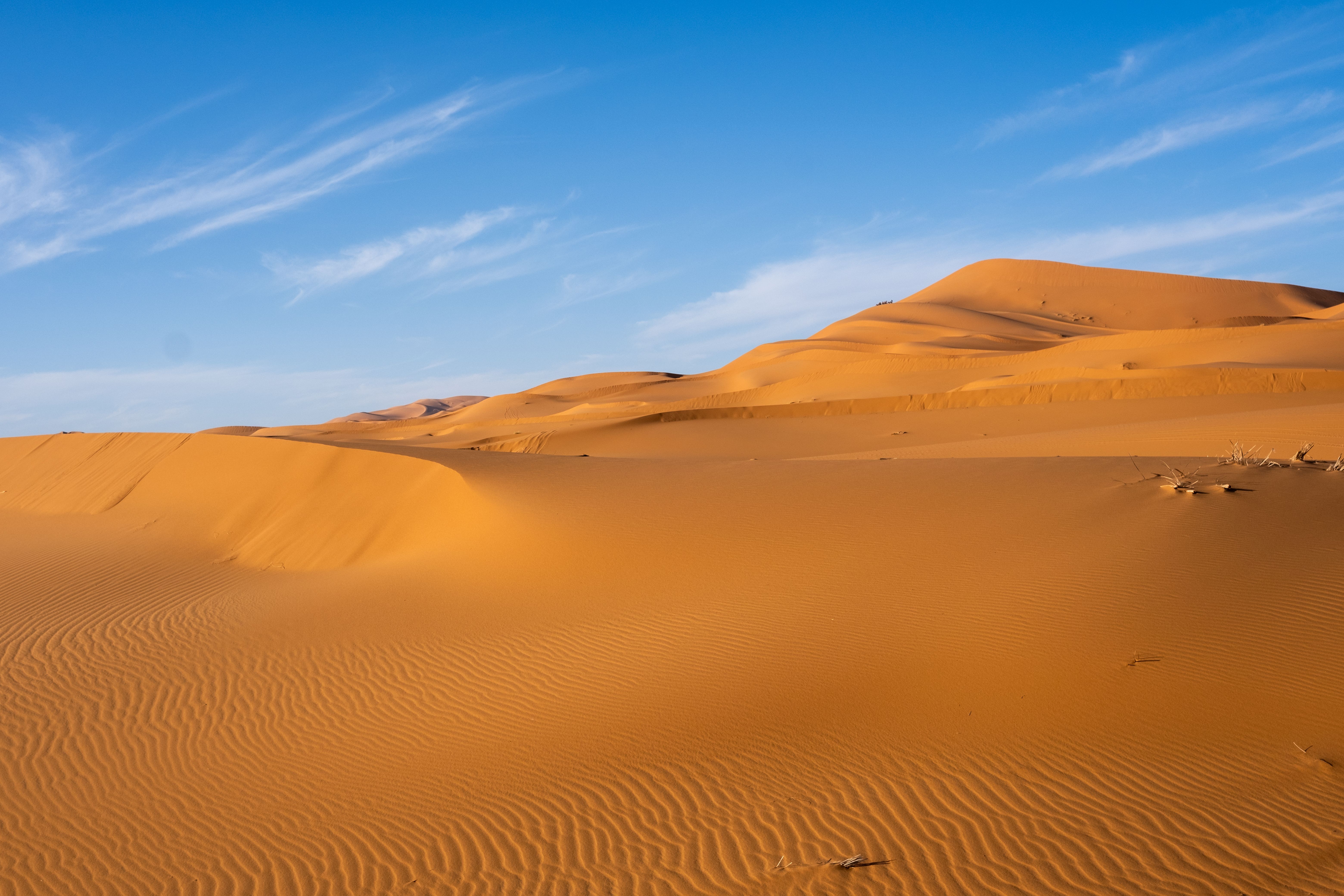 Green Grasses on Sahara Desert · Free Stock Photo