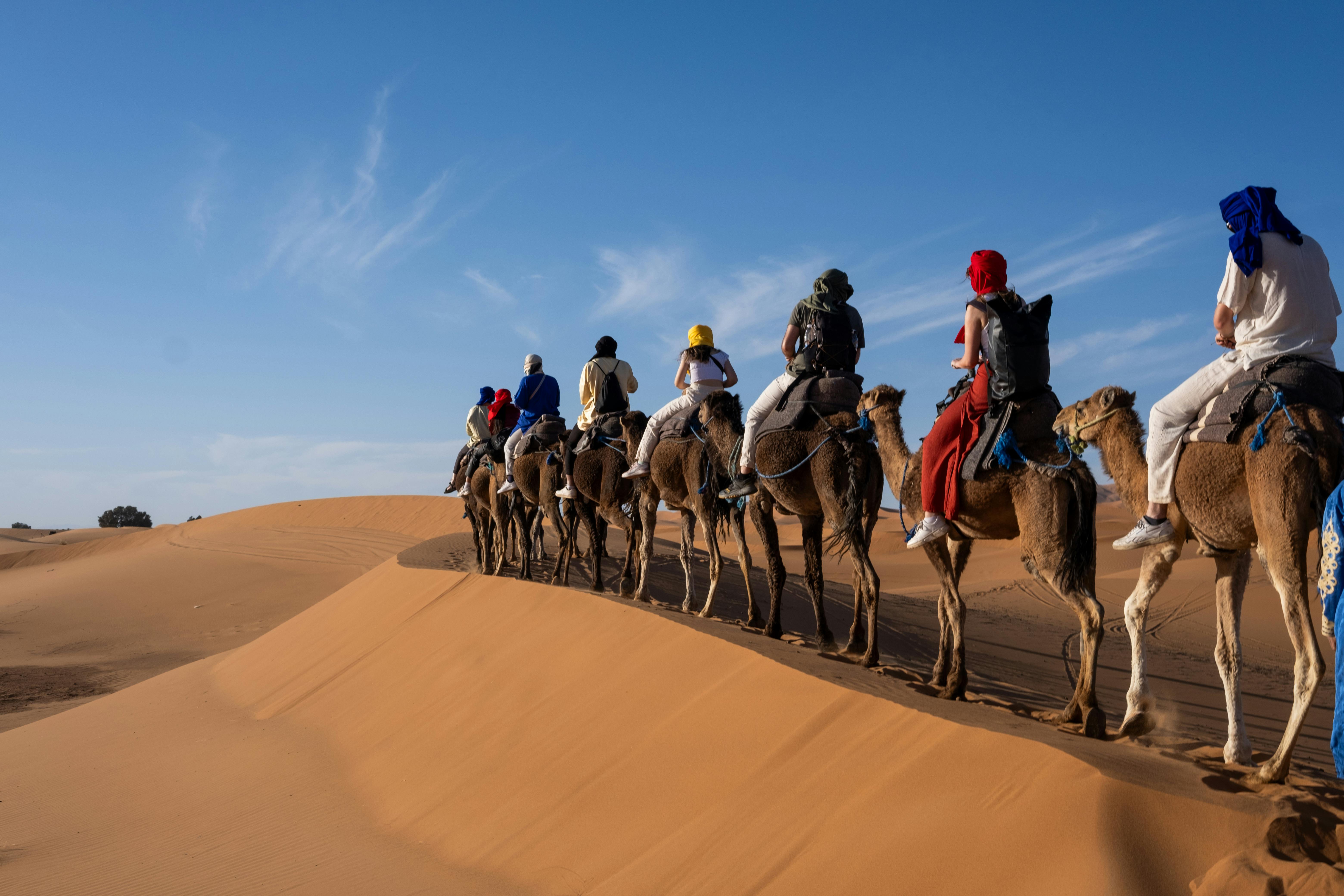 People Riding on Camels · Free Stock Photo