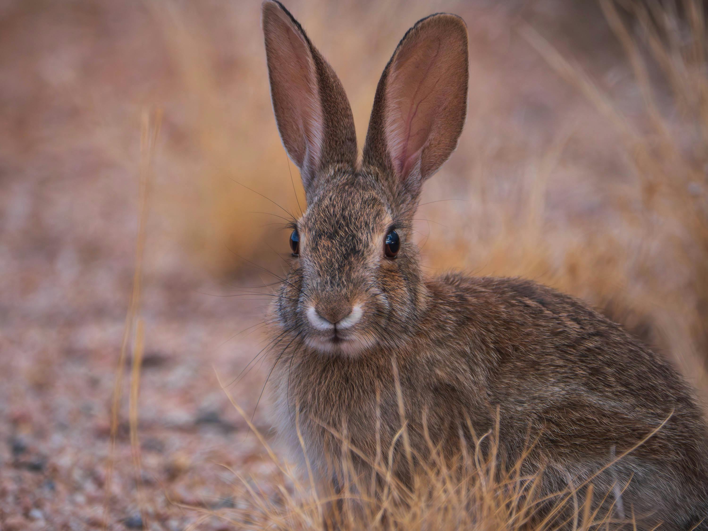Hare in Nature · Free Stock Photo