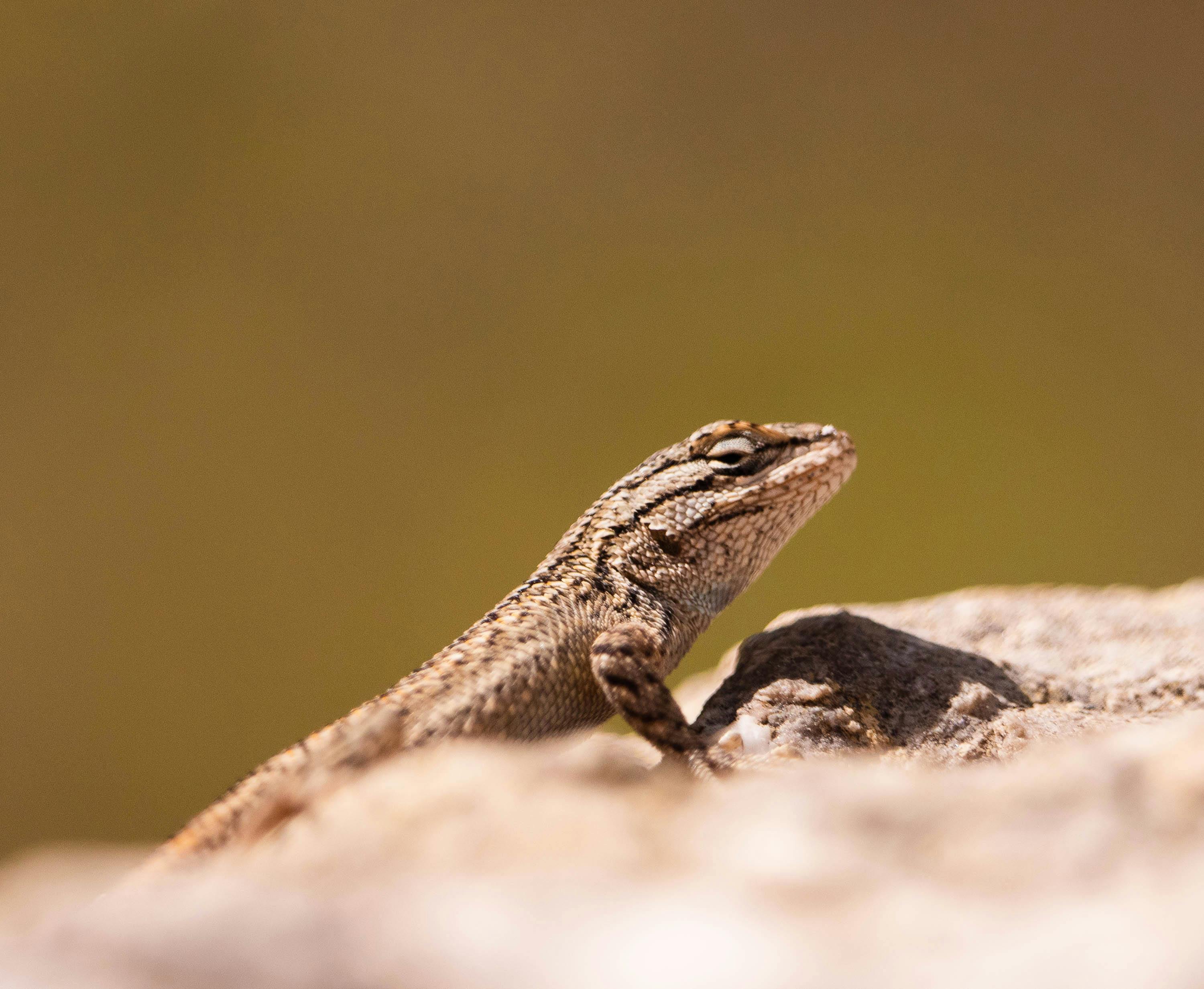 Long-tailed Brush Lizard in Nature · Free Stock Photo