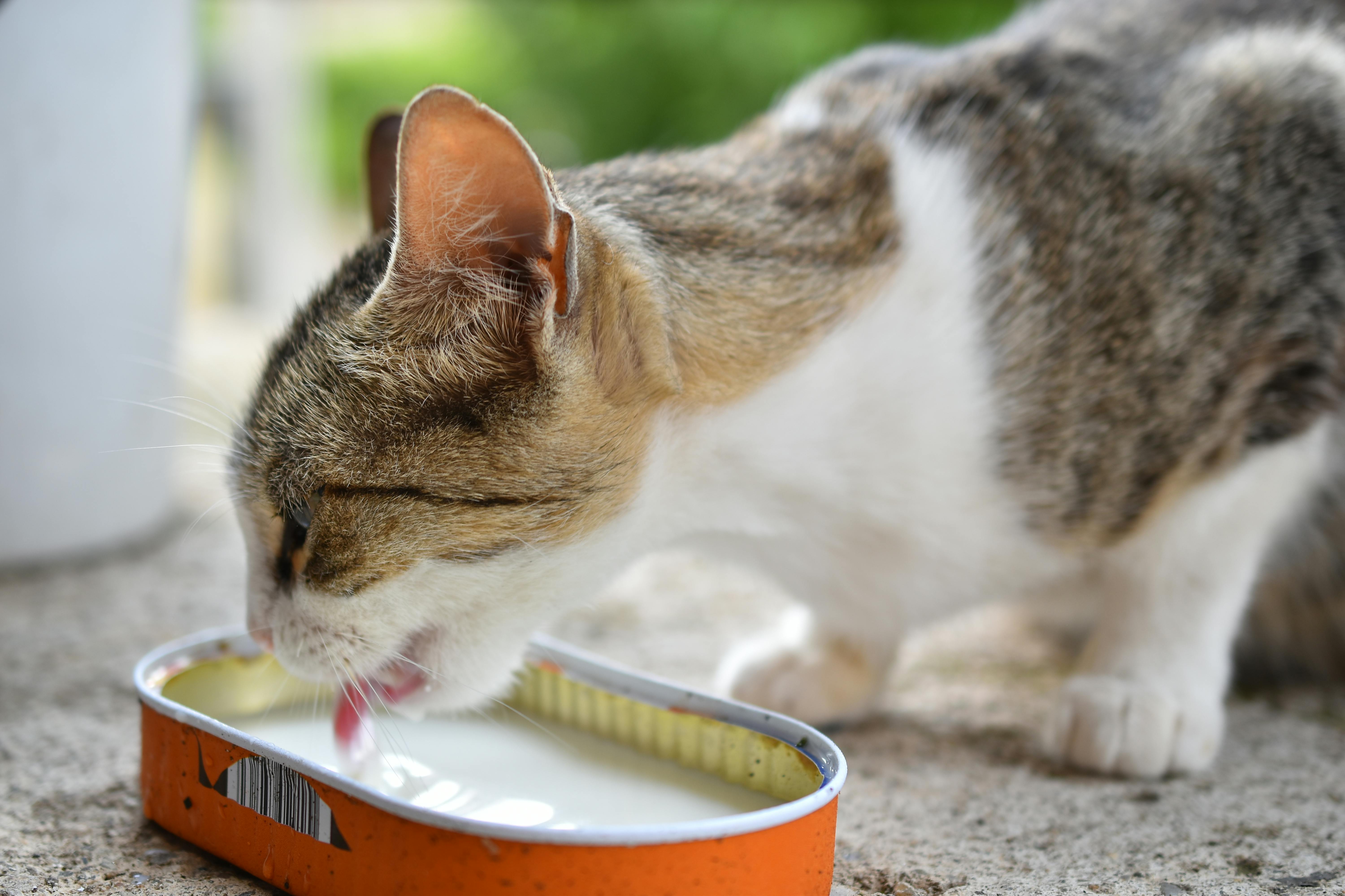 Cat Drinking Milk · Free Stock Photo
