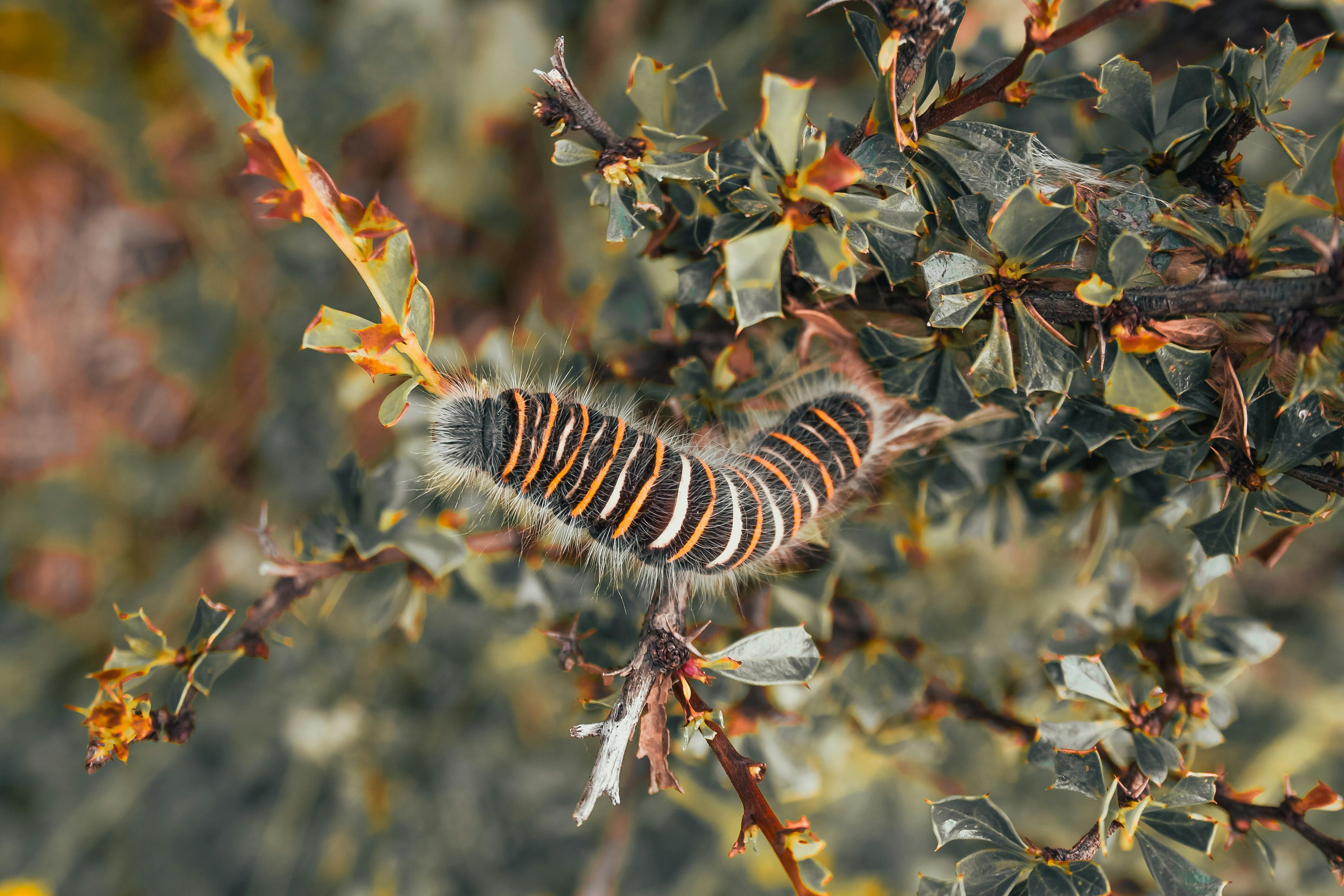 Gusano 🐛 Wild animals · Free Stock Photo