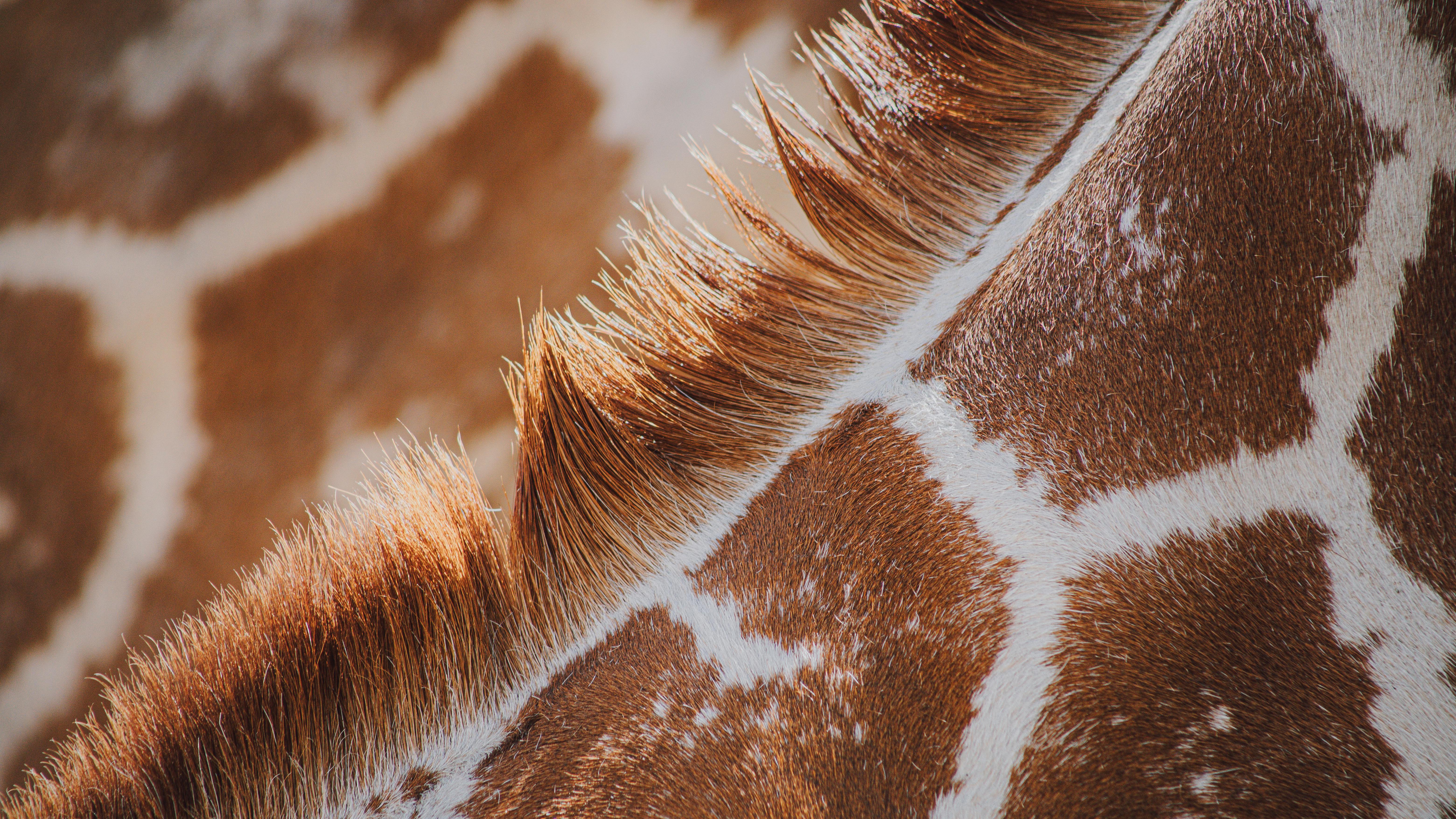 Hair of Giraffe in Close-up View · Free Stock Photo