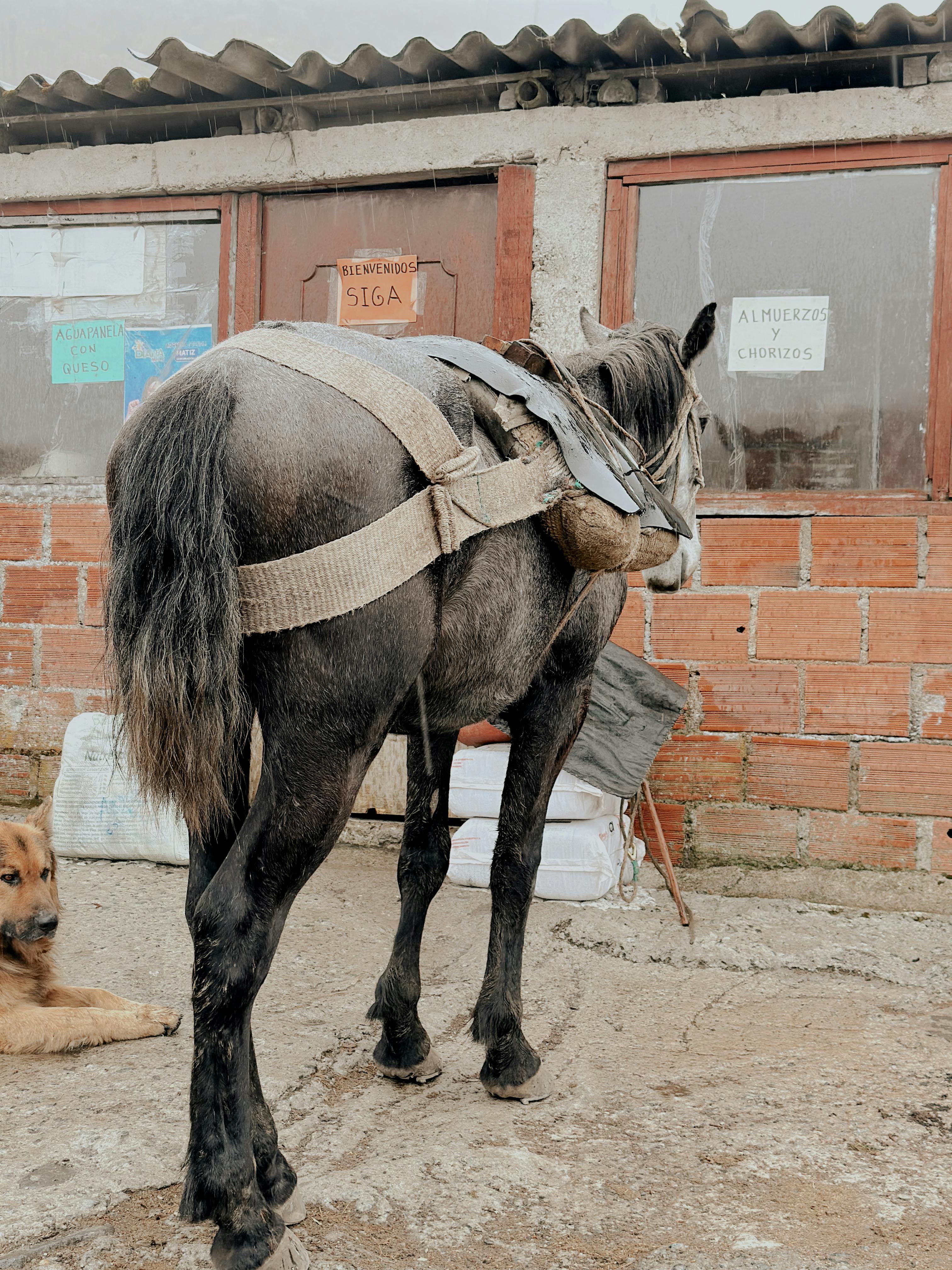 Back View of Horse · Free Stock Photo