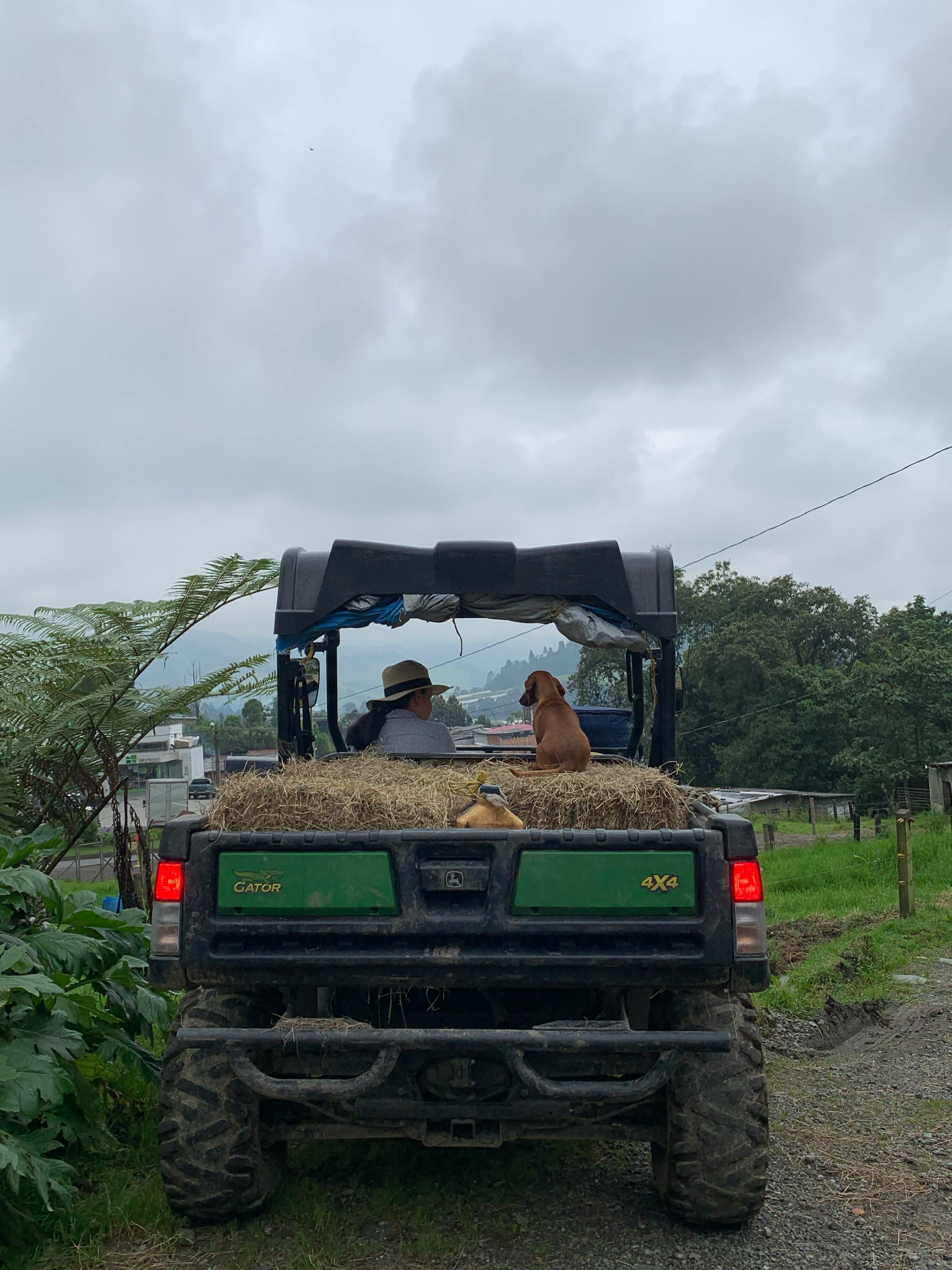 Man Driving Vehicle with Hay in Trunk · Free Stock Photo