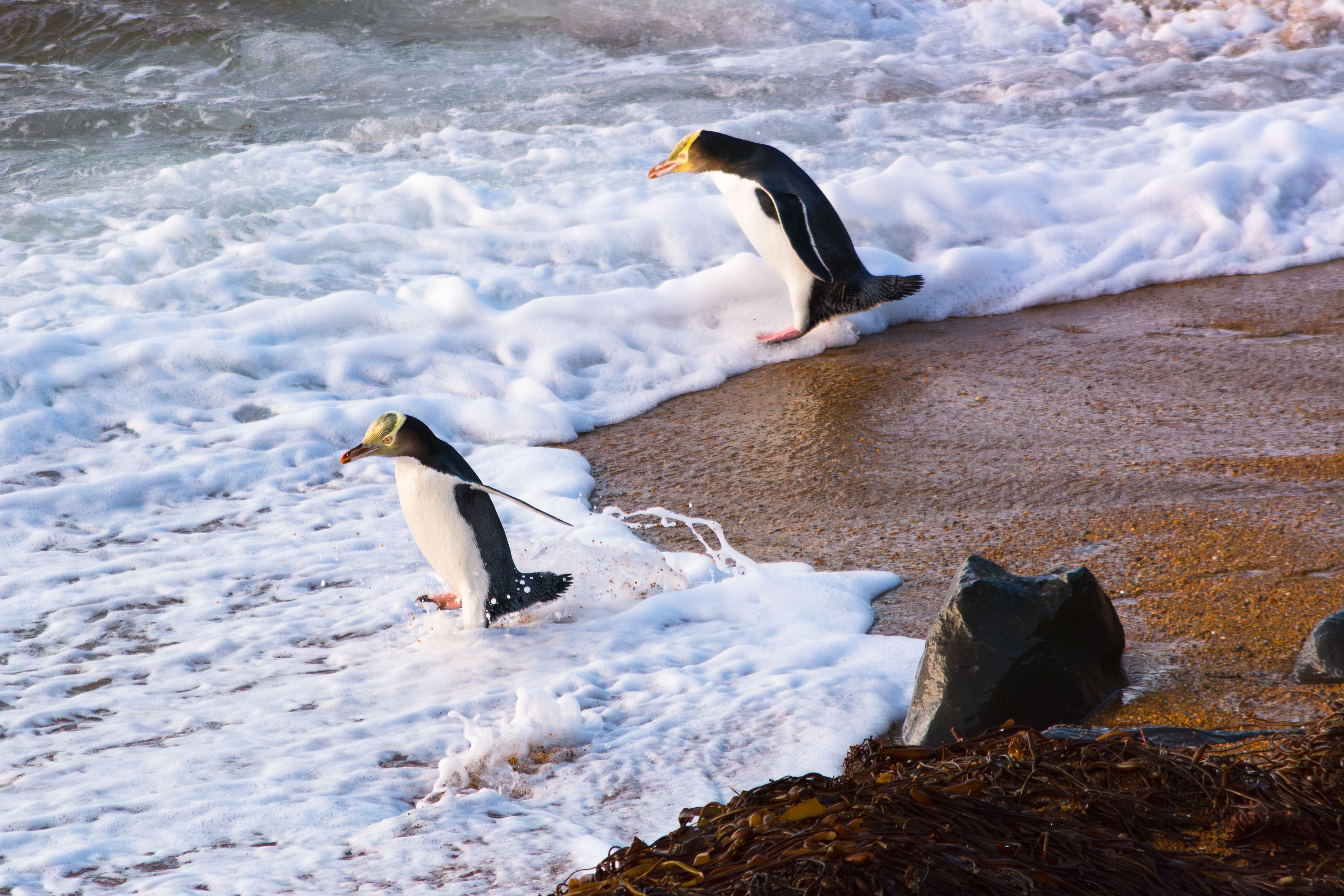 King Penguins on Seashore · Free Stock Photo