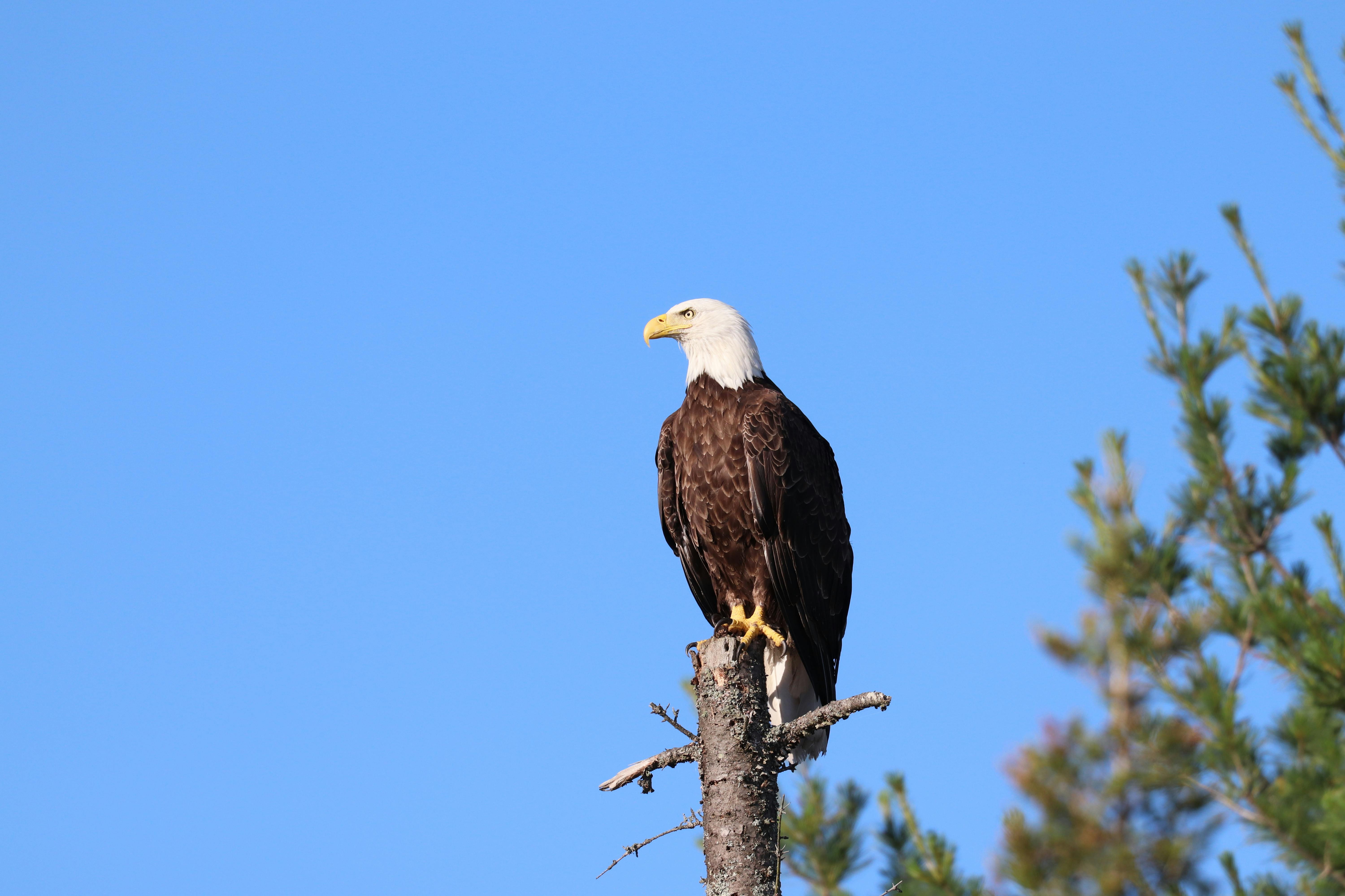 A Southern Bald Eagle · Free Stock Photo