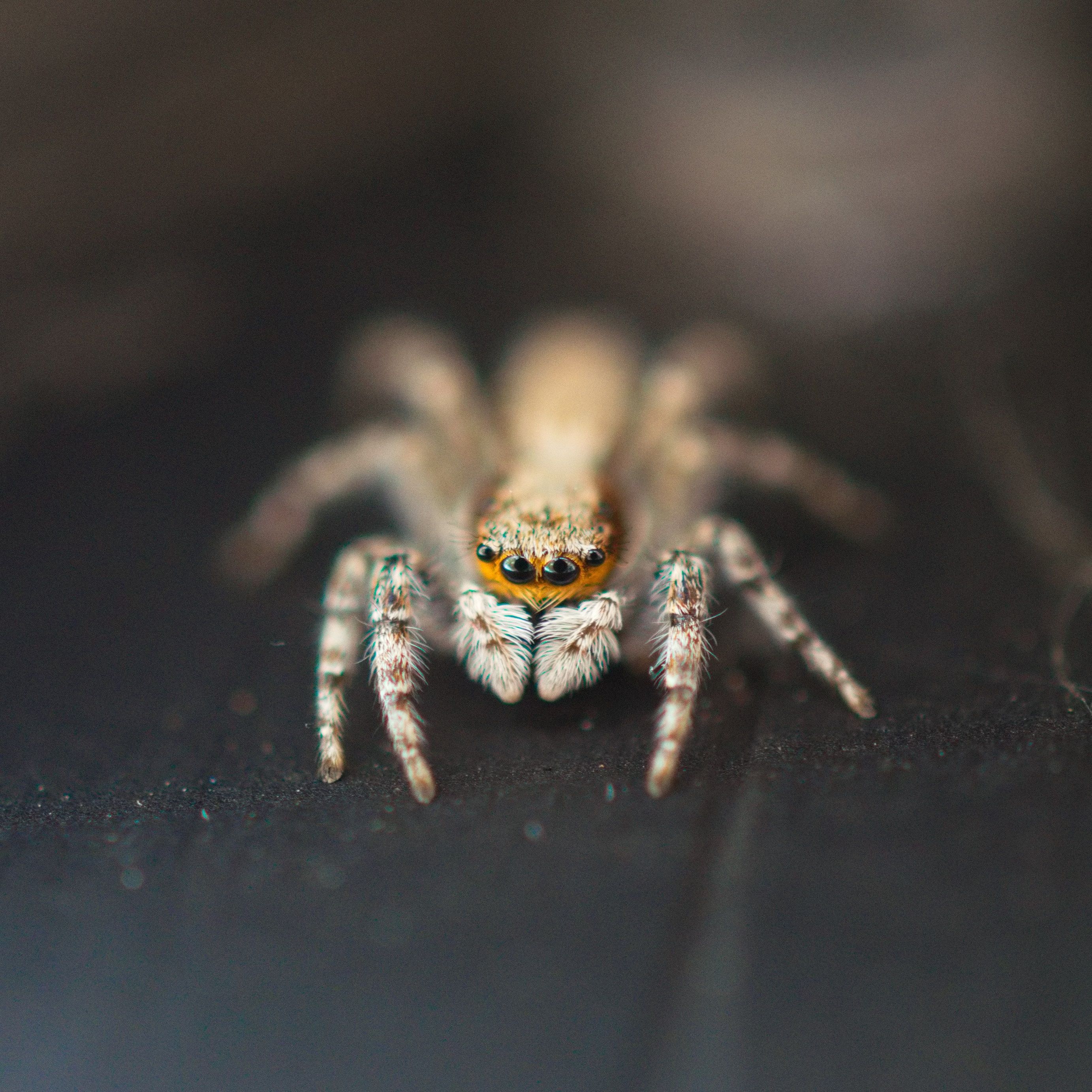 Close up of a Spider · Free Stock Photo