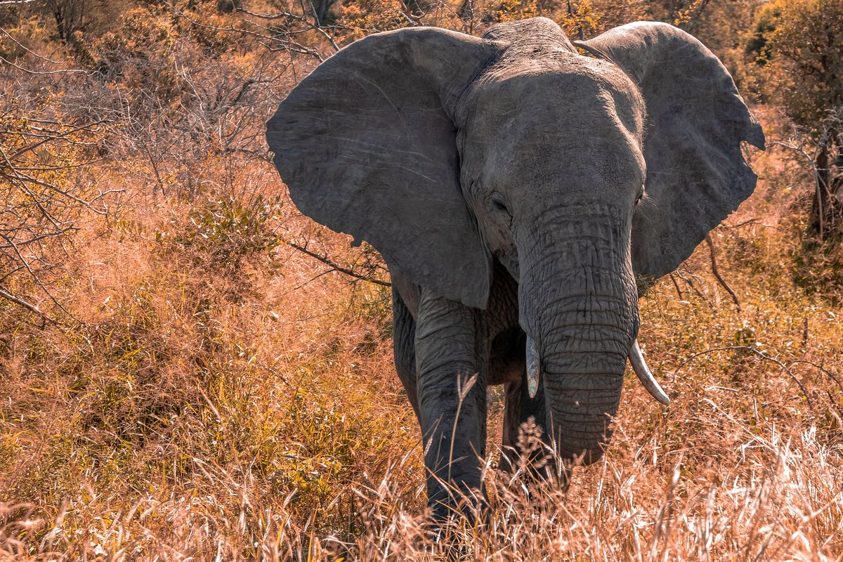 African Elephant Photos, Download The BEST Free African Elephant Stock ...