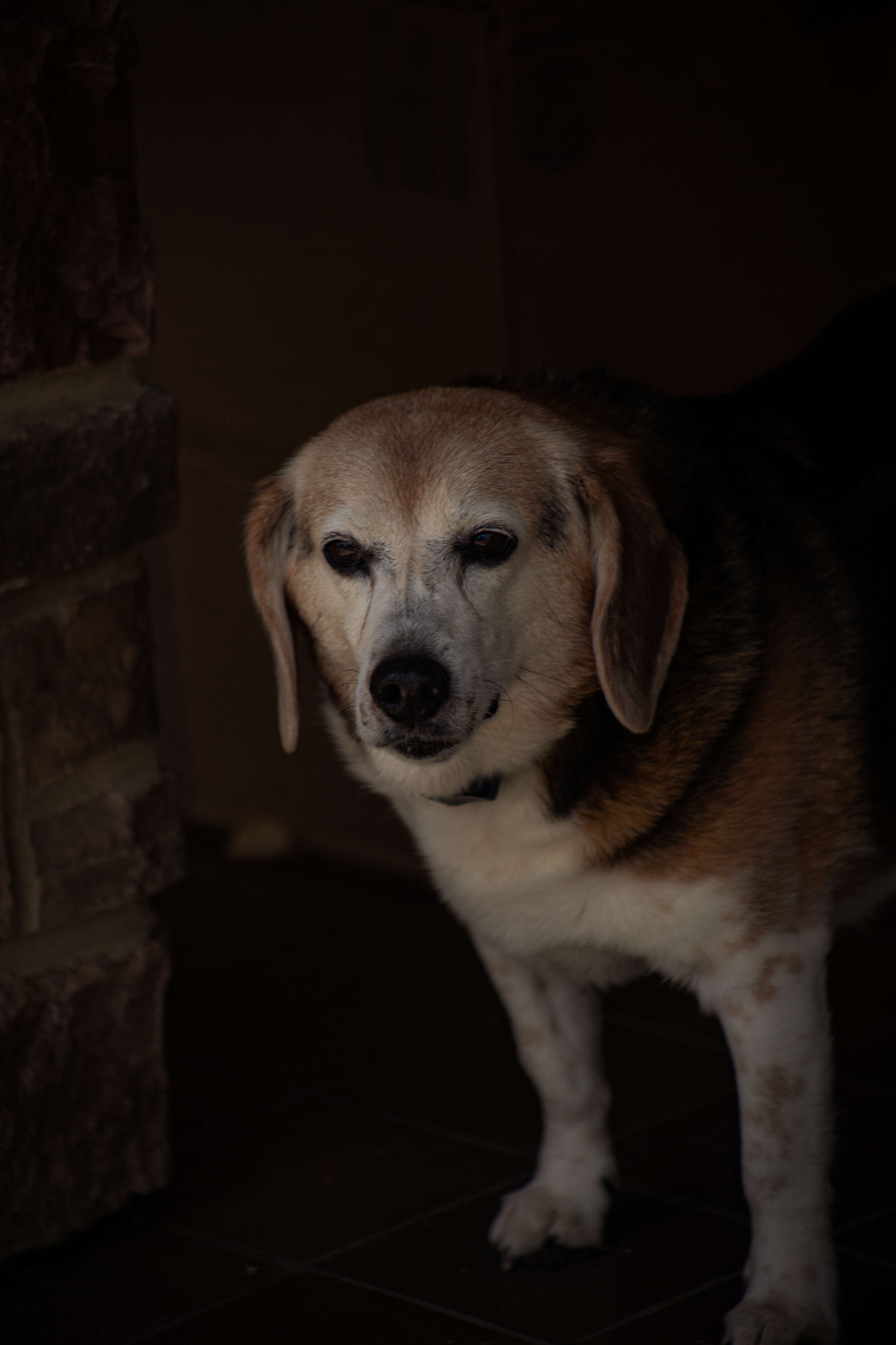 Sad Waiting Dog · Free Stock Photo