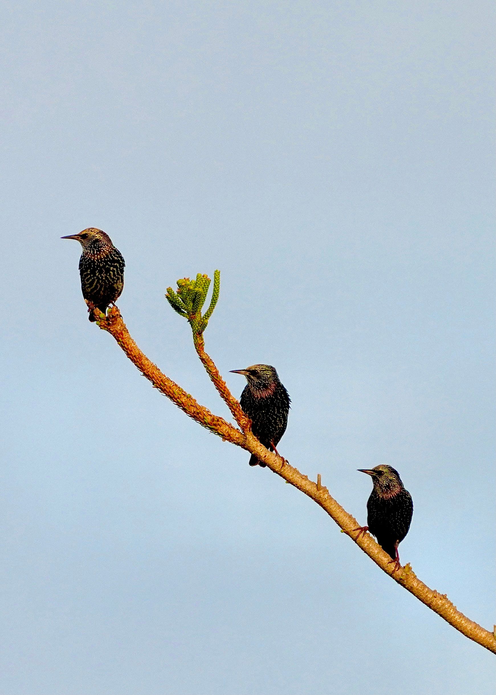 Common Starling Birds on Branch · Free Stock Photo