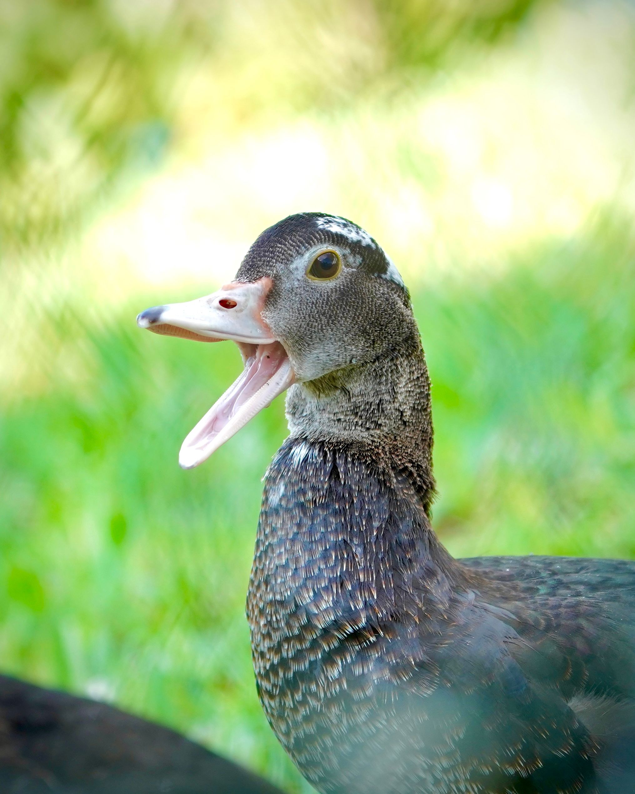 Portrait of Duck with Open Beak · Free Stock Photo