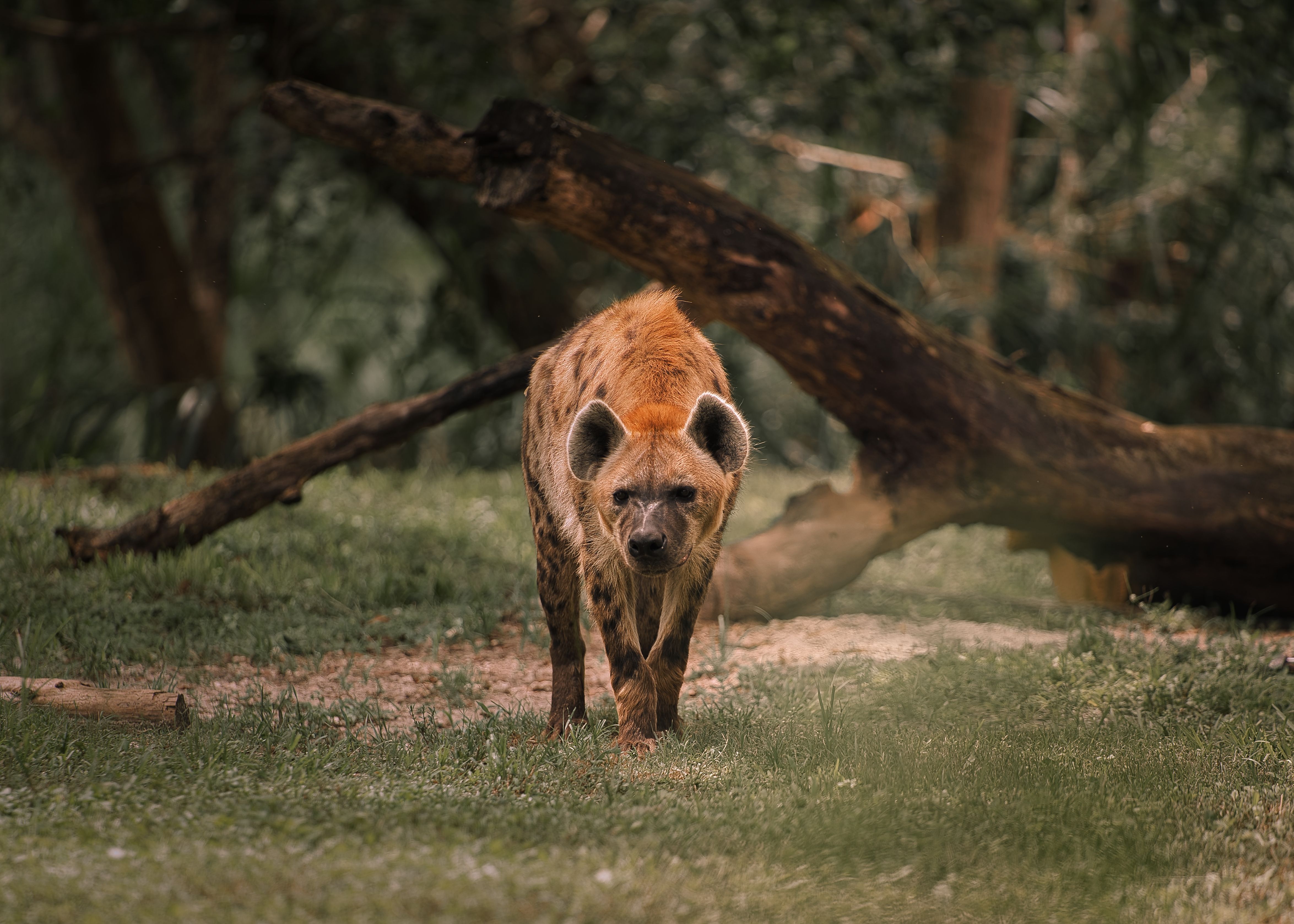 Portrait of a Spotted Hyena Standing Outdoors · Free Stock Photo