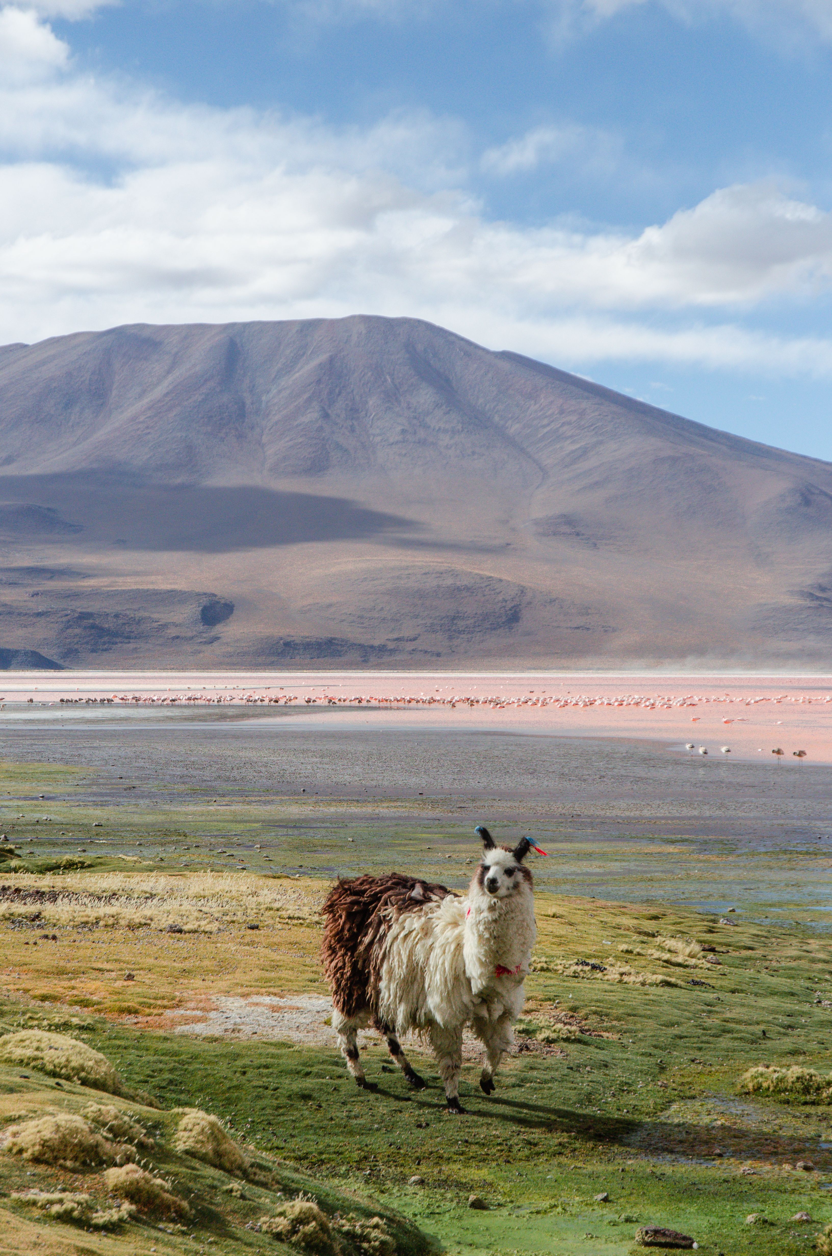 Llama on Pasture · Free Stock Photo