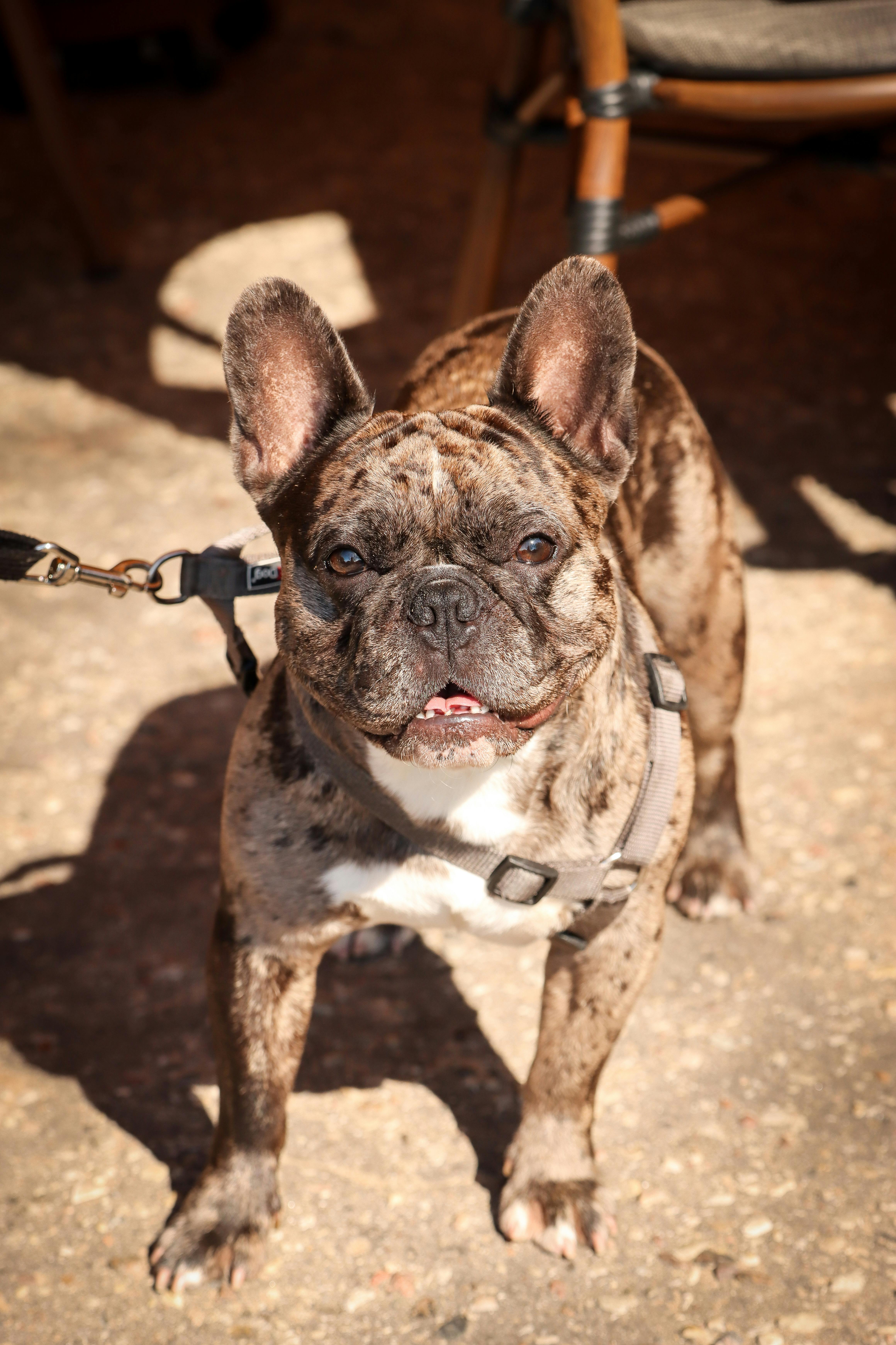 Standing Bulldog on Leash · Free Stock Photo