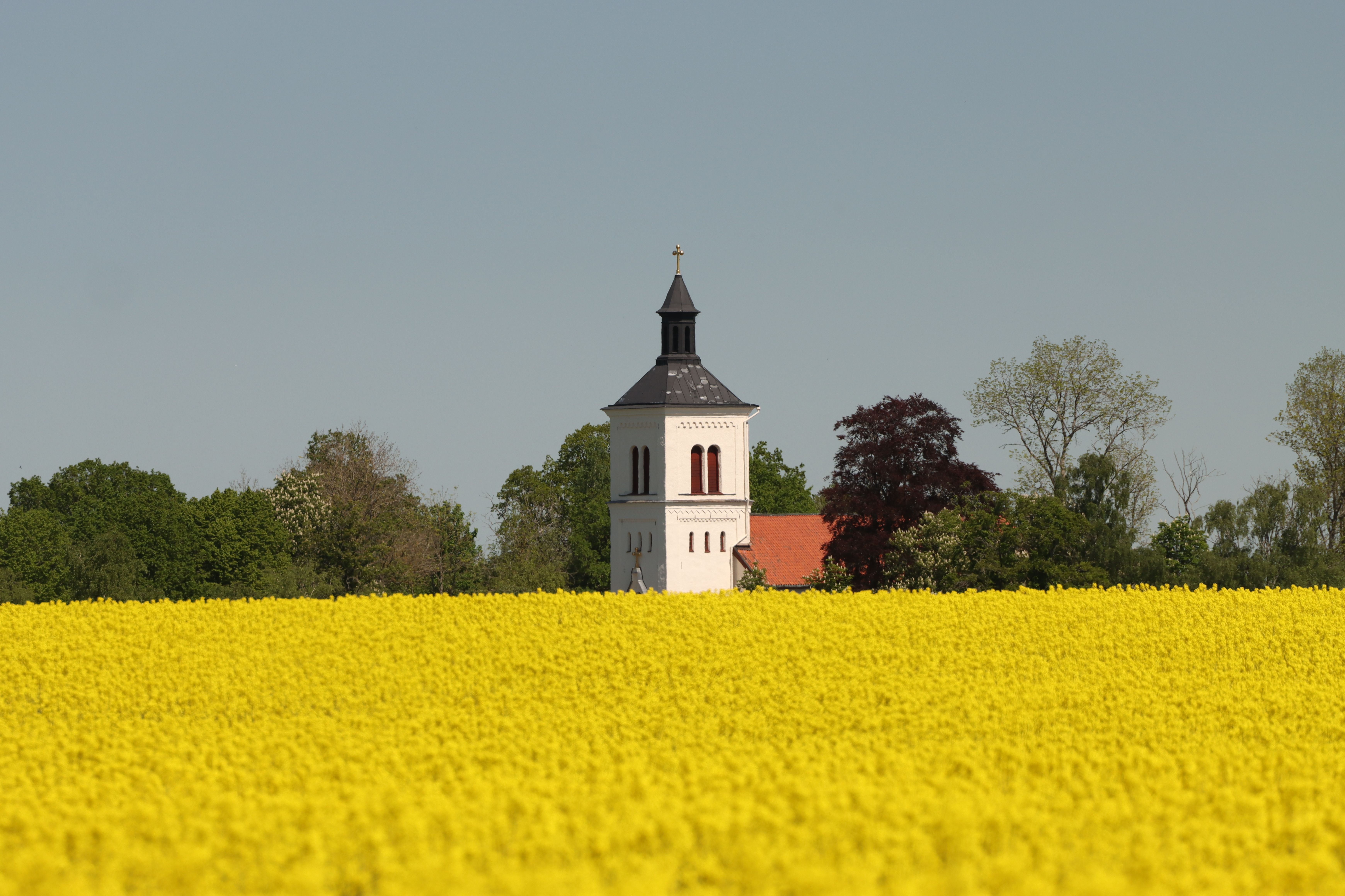 Yellow Field · Free Stock Photo