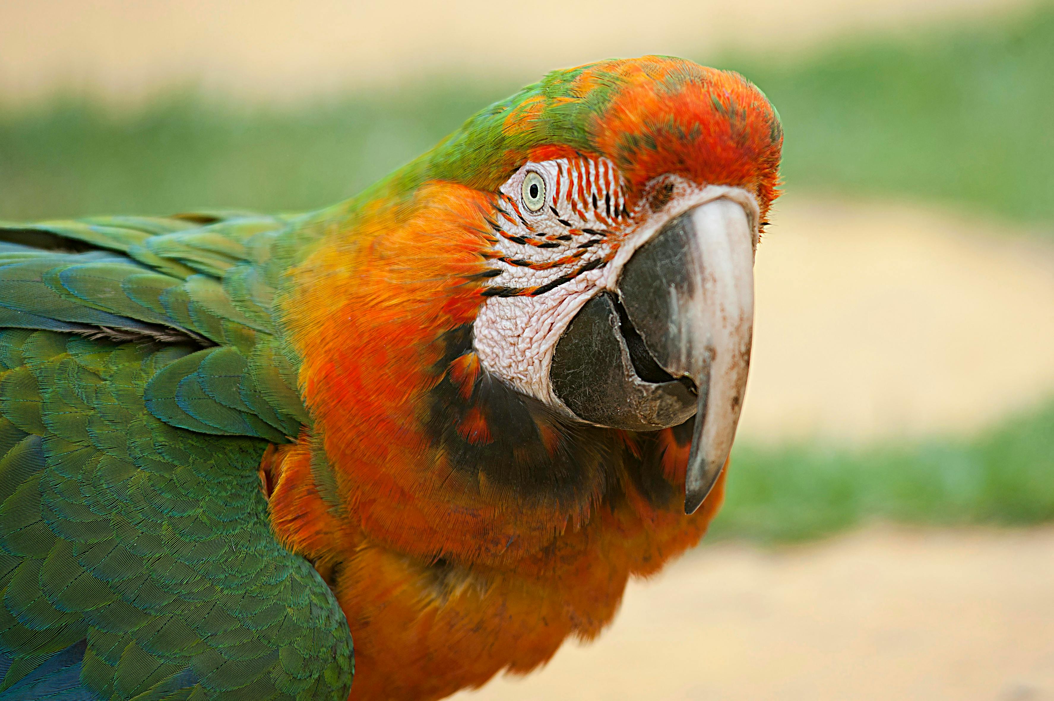 Portrait of Macaw Parrot · Free Stock Photo