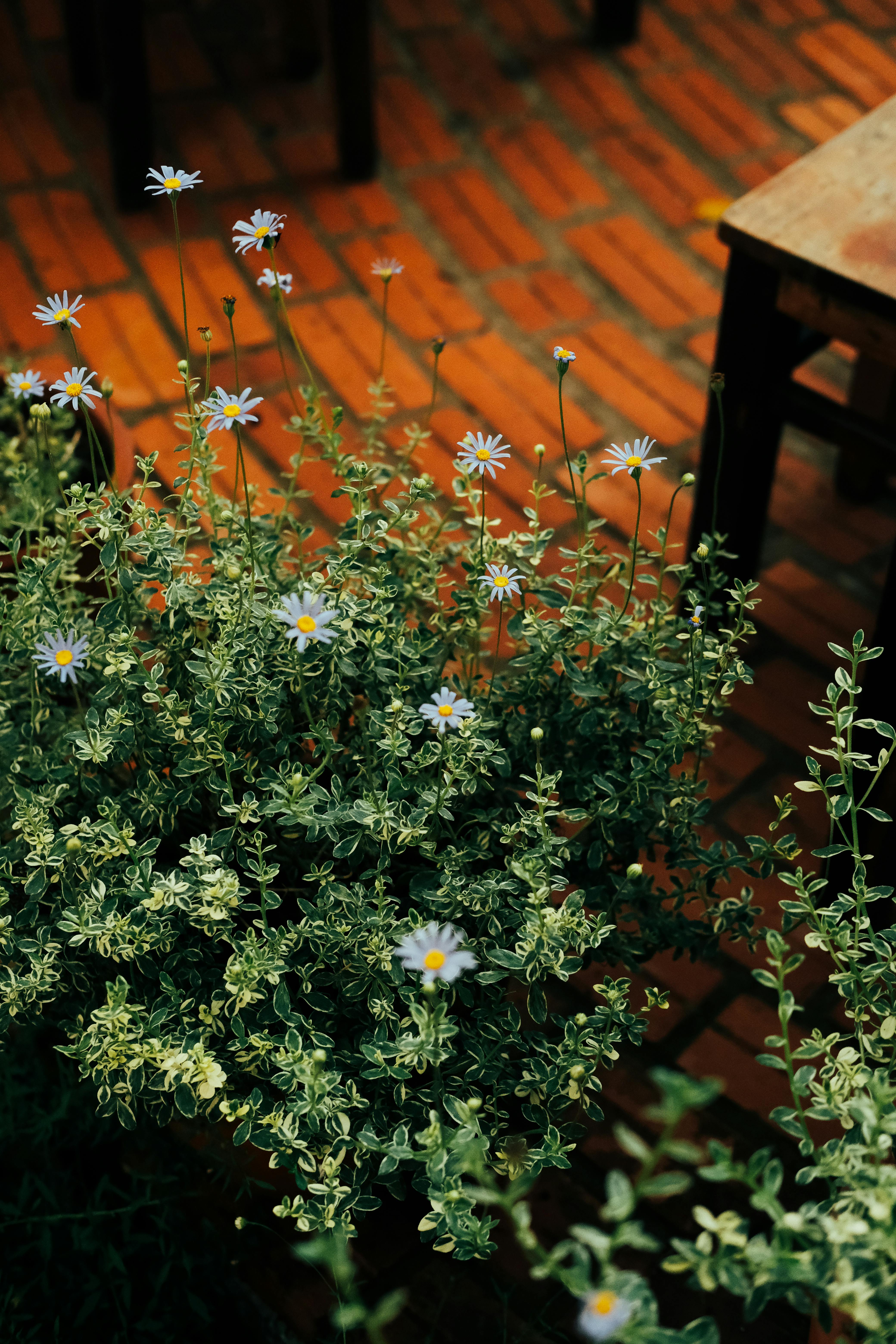 Flower · Free Stock Photo