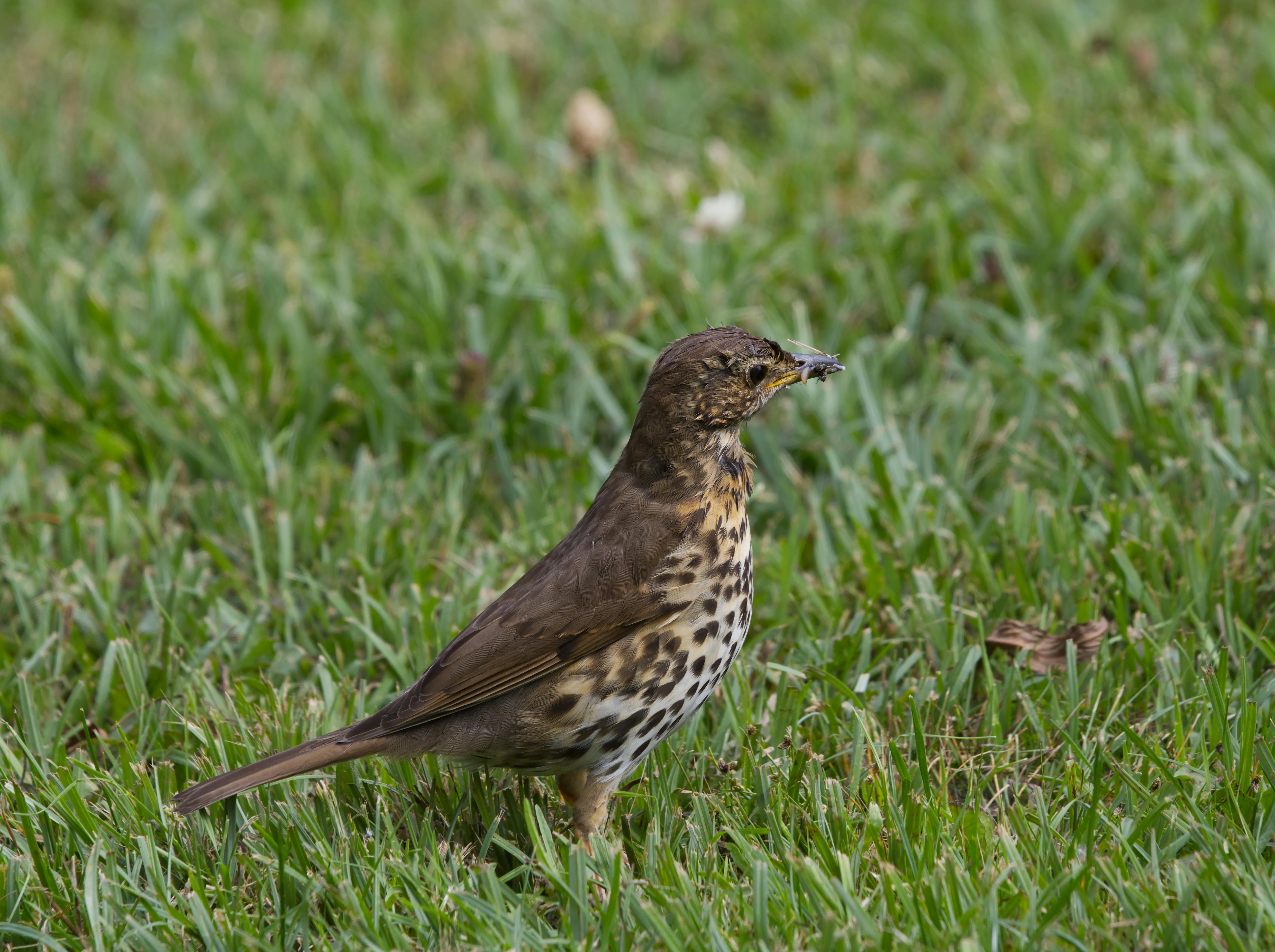 Mistle Thrush on Field · Free Stock Photo