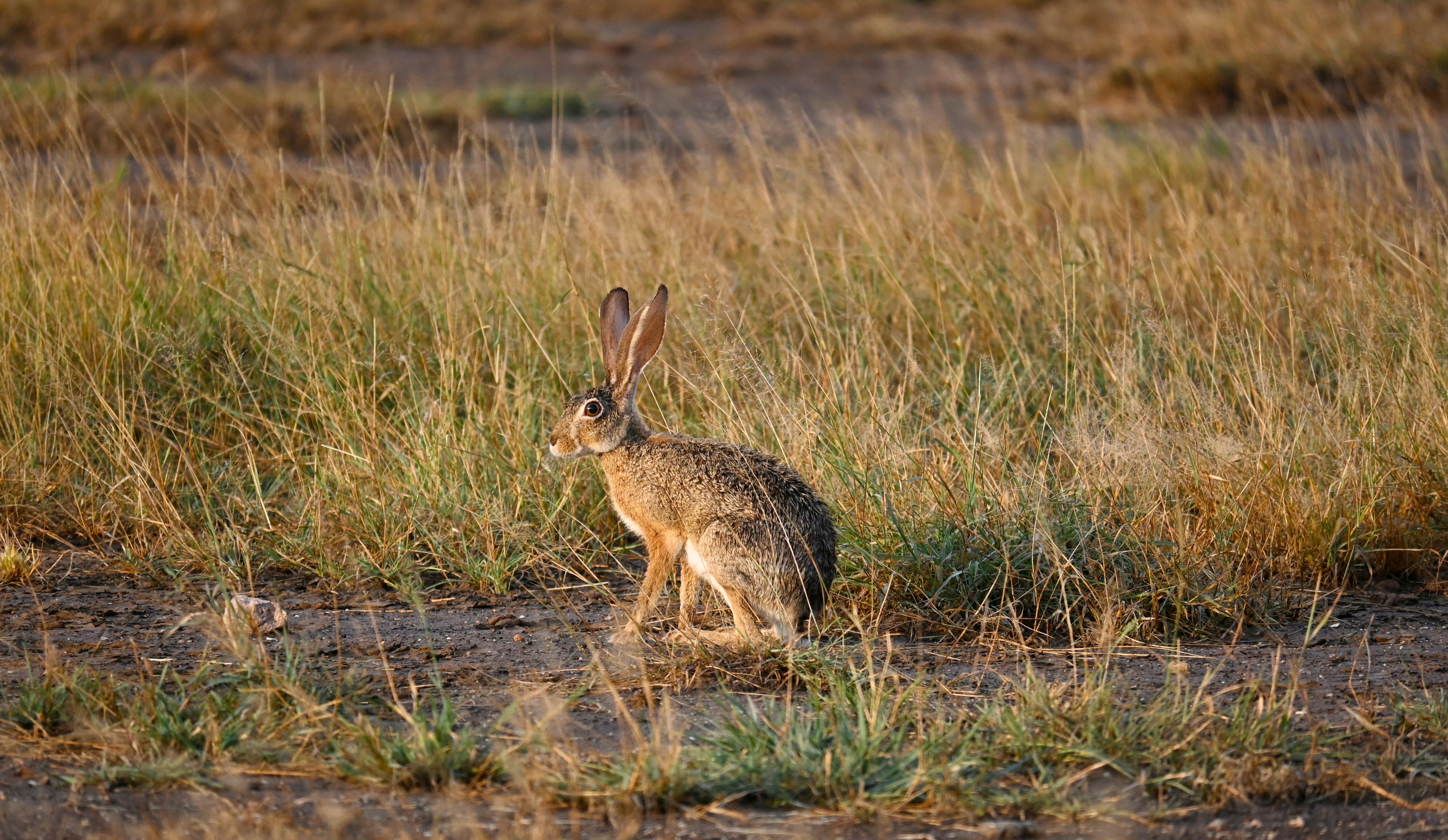 Hare on Field · Free Stock Photo