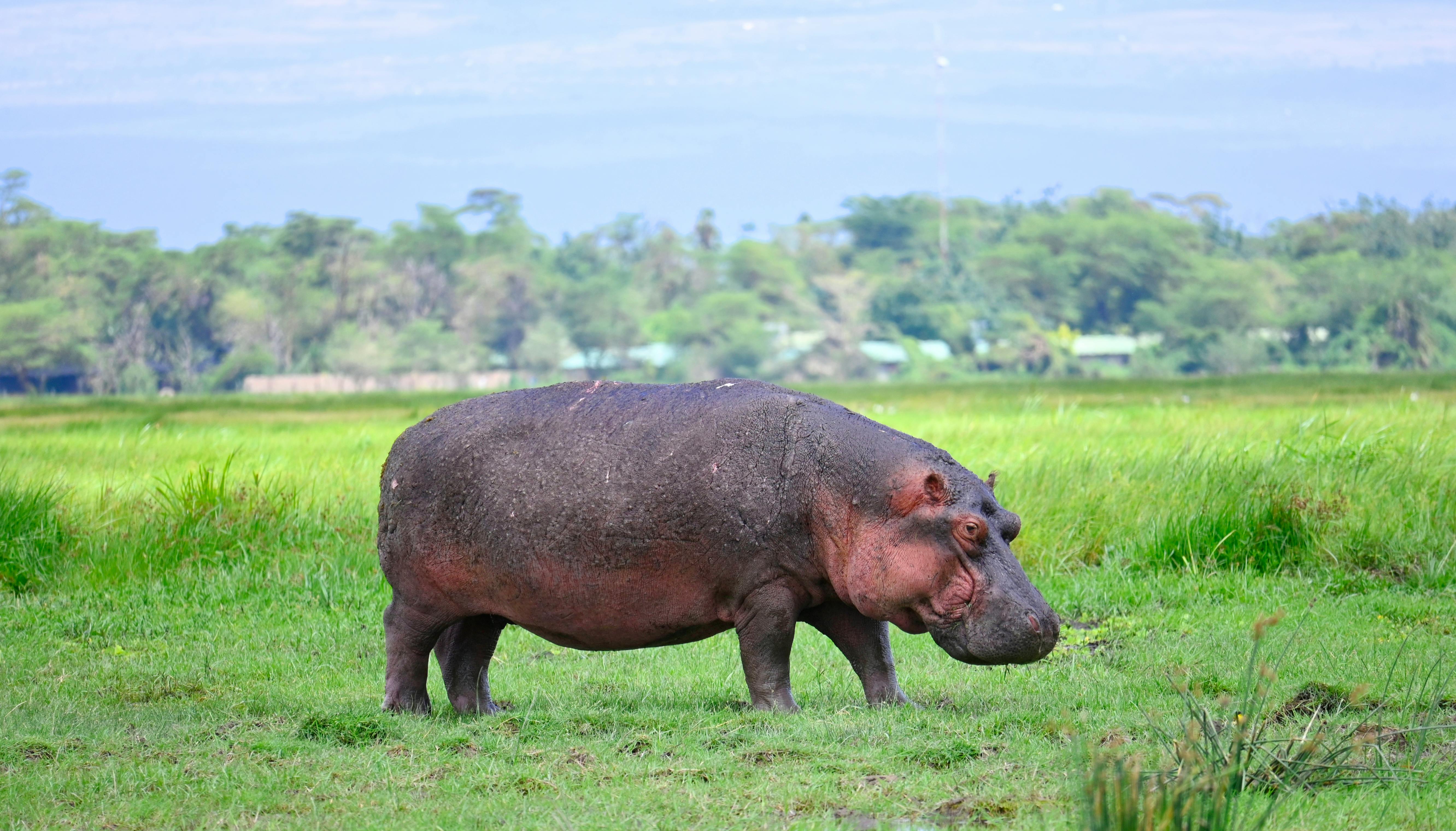 Hippo on Grass Field · Free Stock Photo