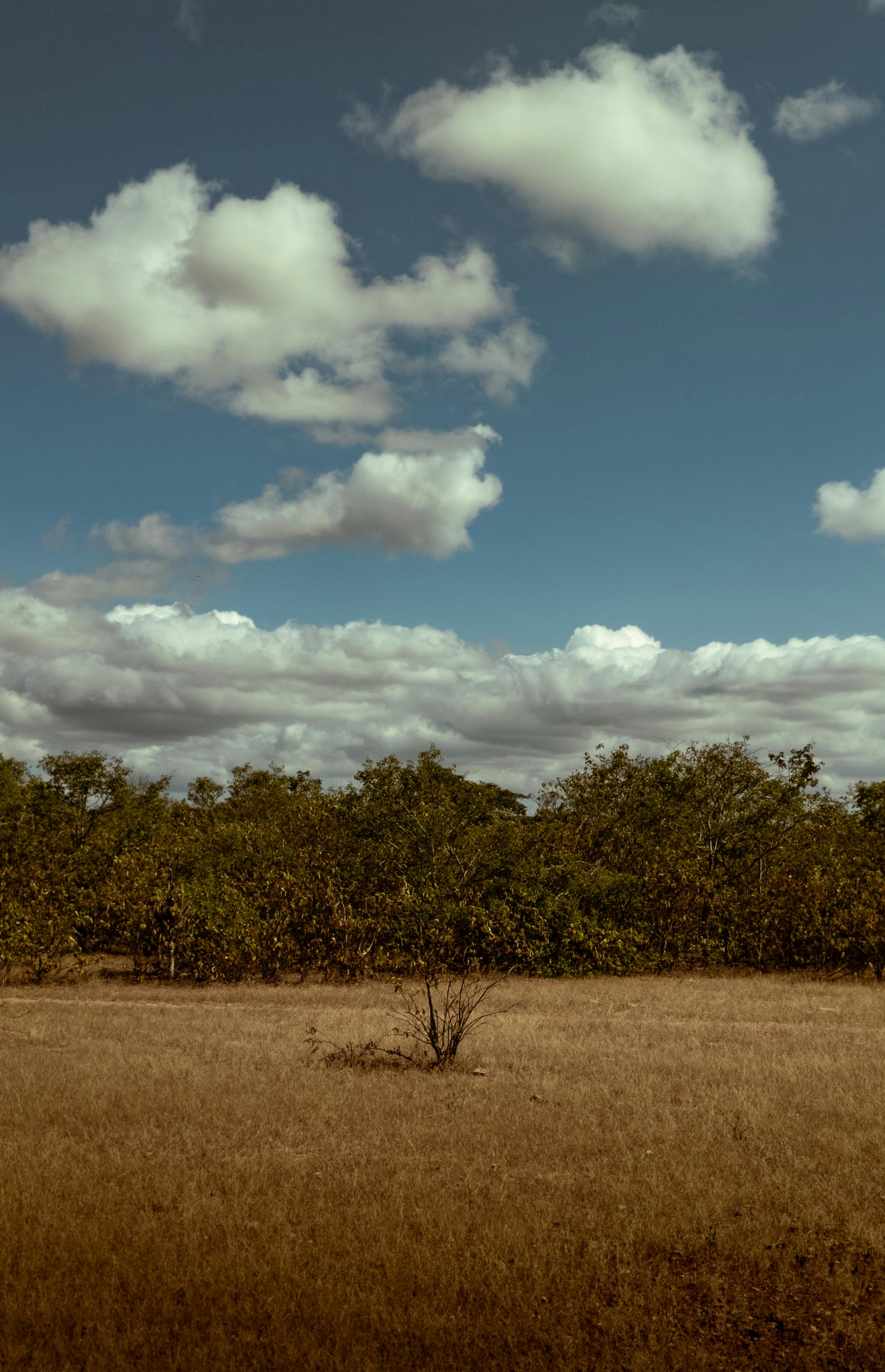 Green Tree on Grass Field Under Calm Blue Sky · Free Stock Photo