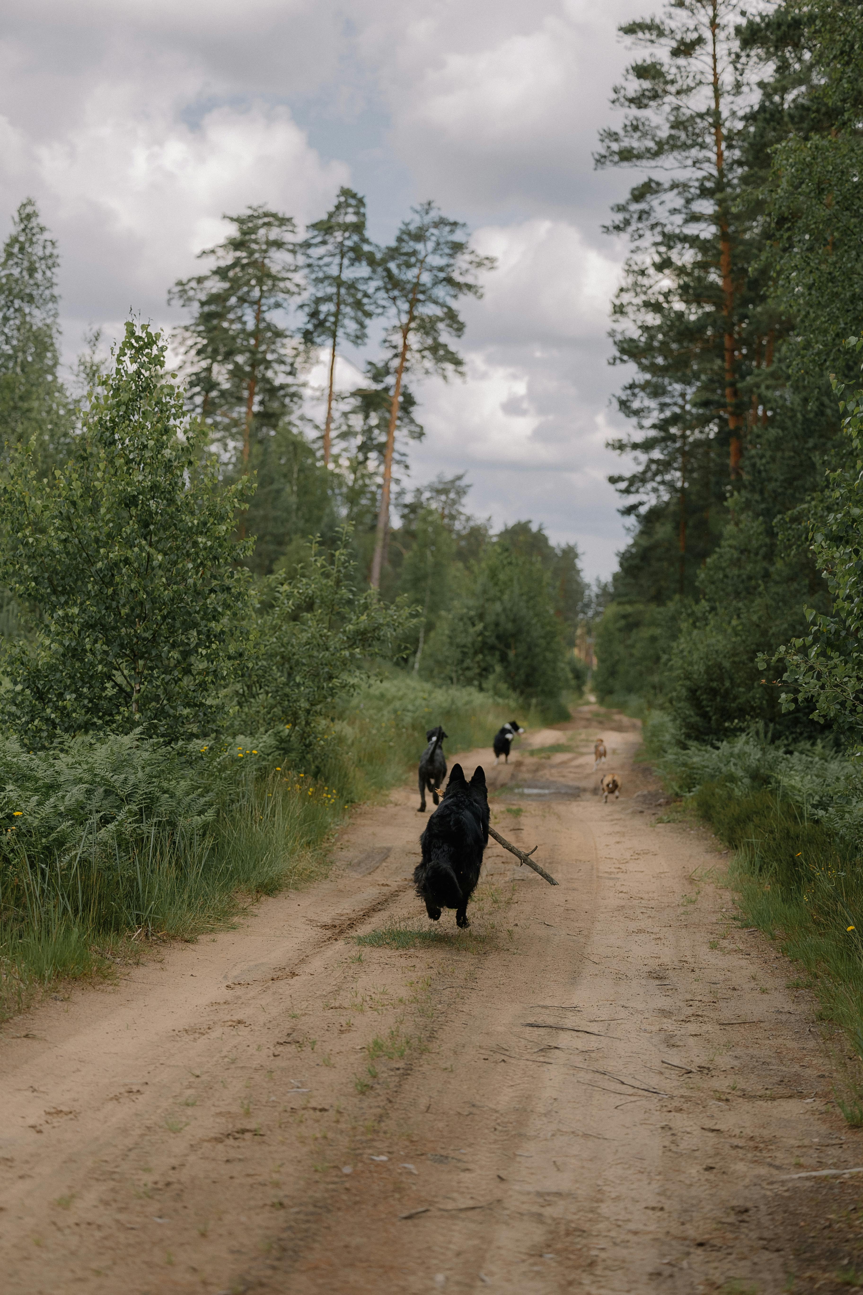Running Dogs in Forest · Free Stock Photo