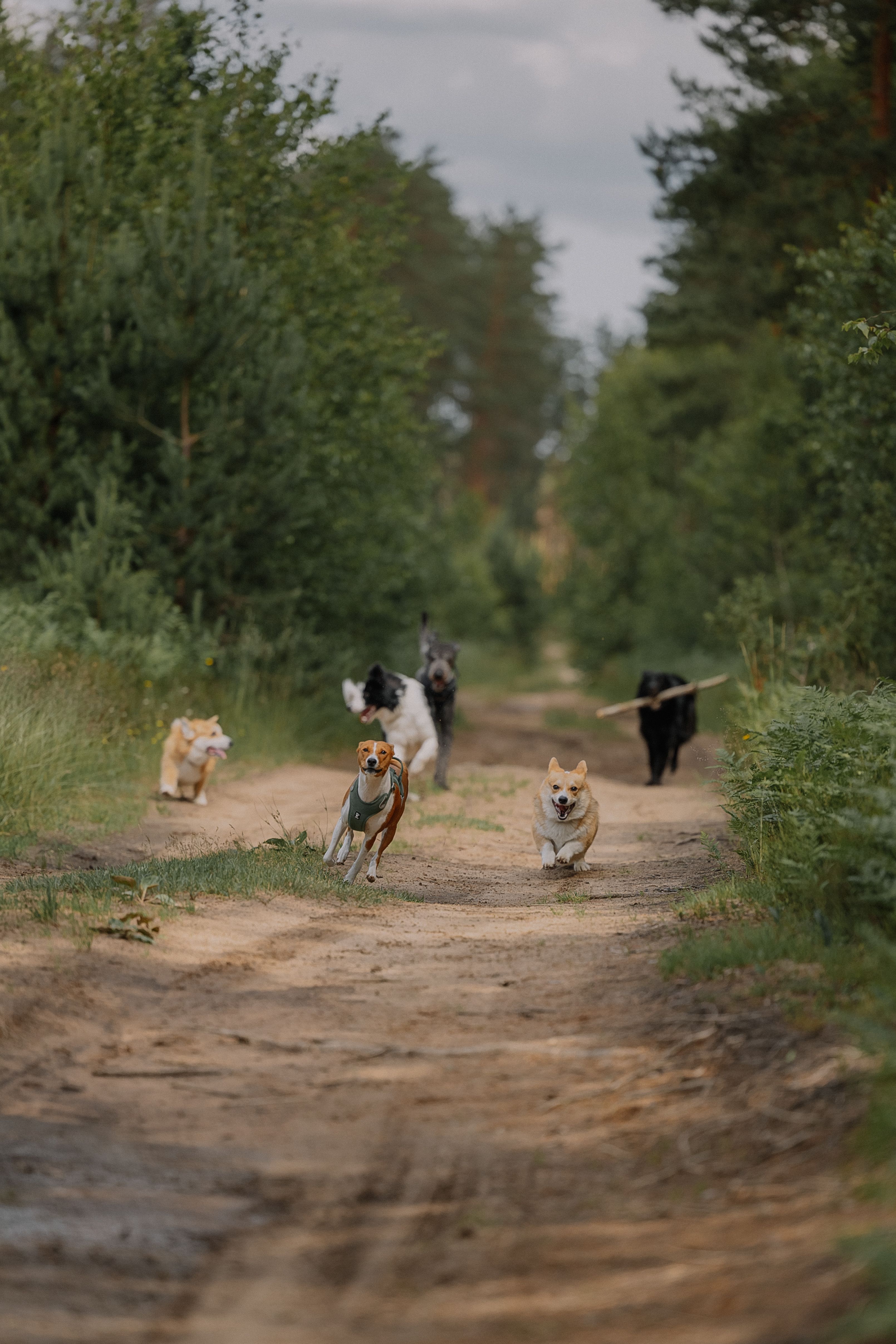 Dogs Running Dirt Road in Forest · Free Stock Photo
