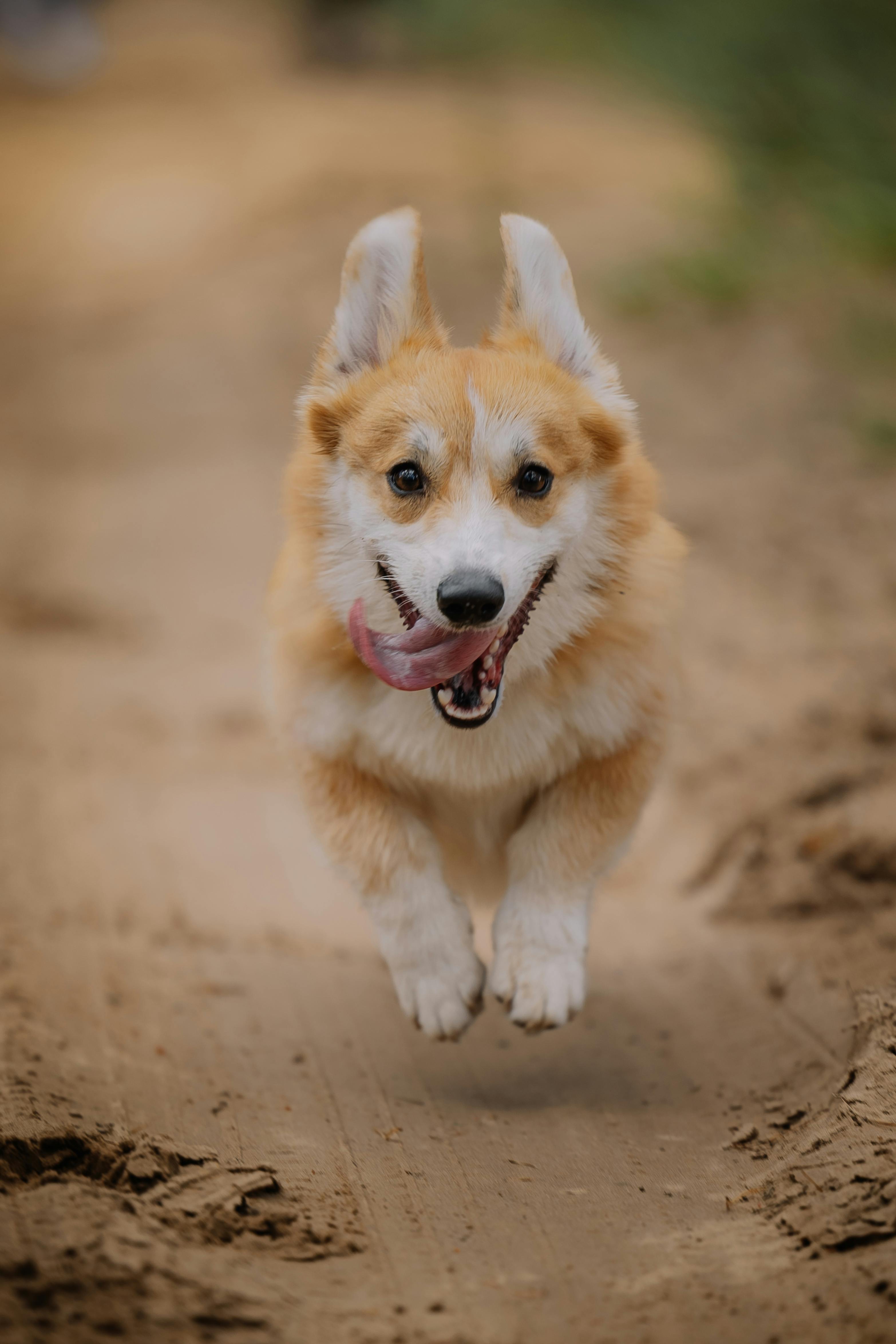 Running Welsh Corgi Pembroke · Free Stock Photo