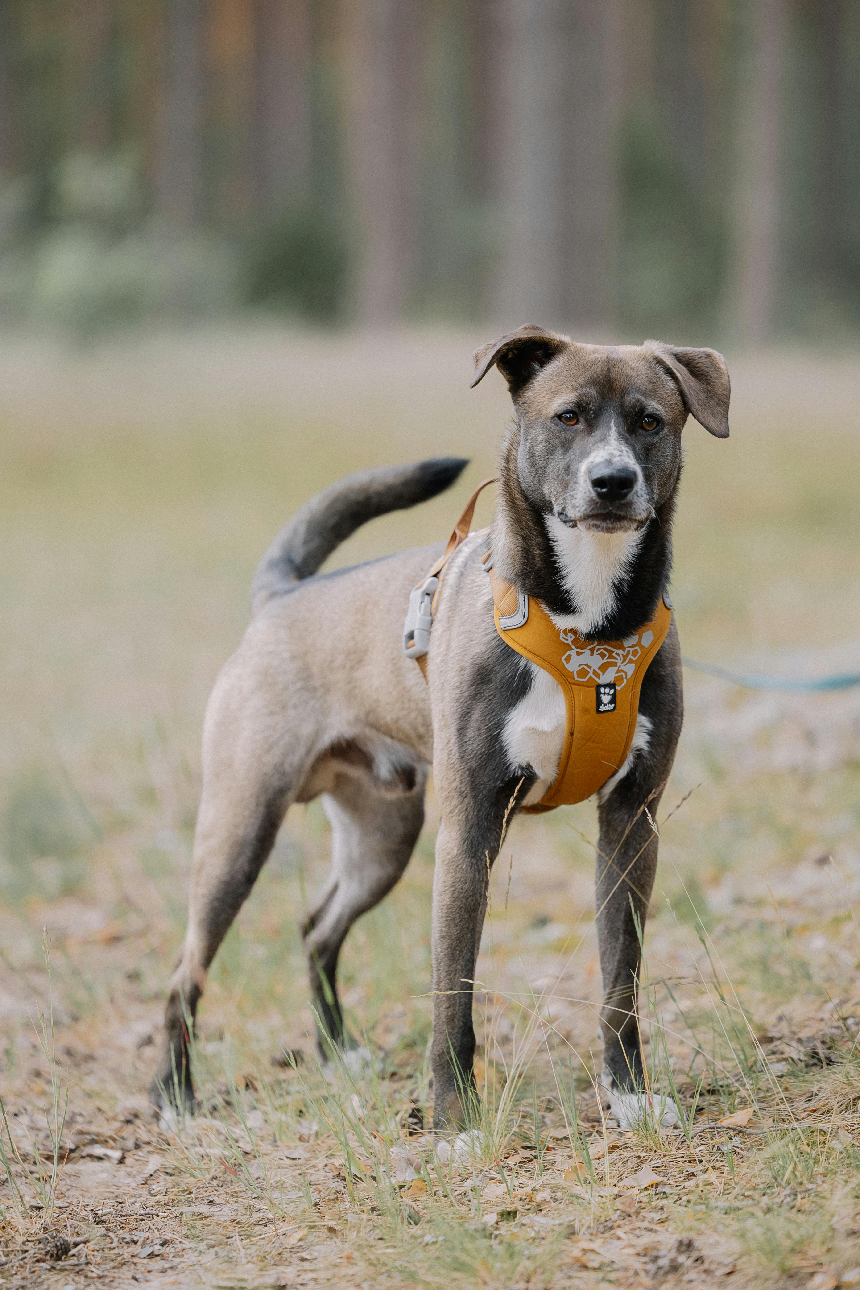 Dog in Forest · Free Stock Photo