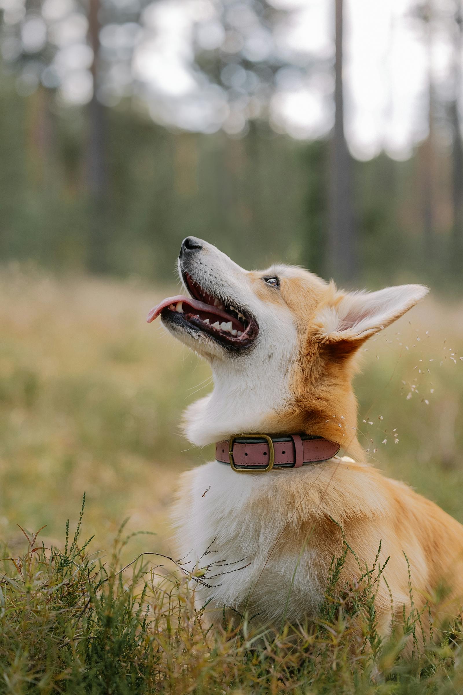 Dog In Field Photos, Download The BEST Free Dog In Field Stock Photos ...