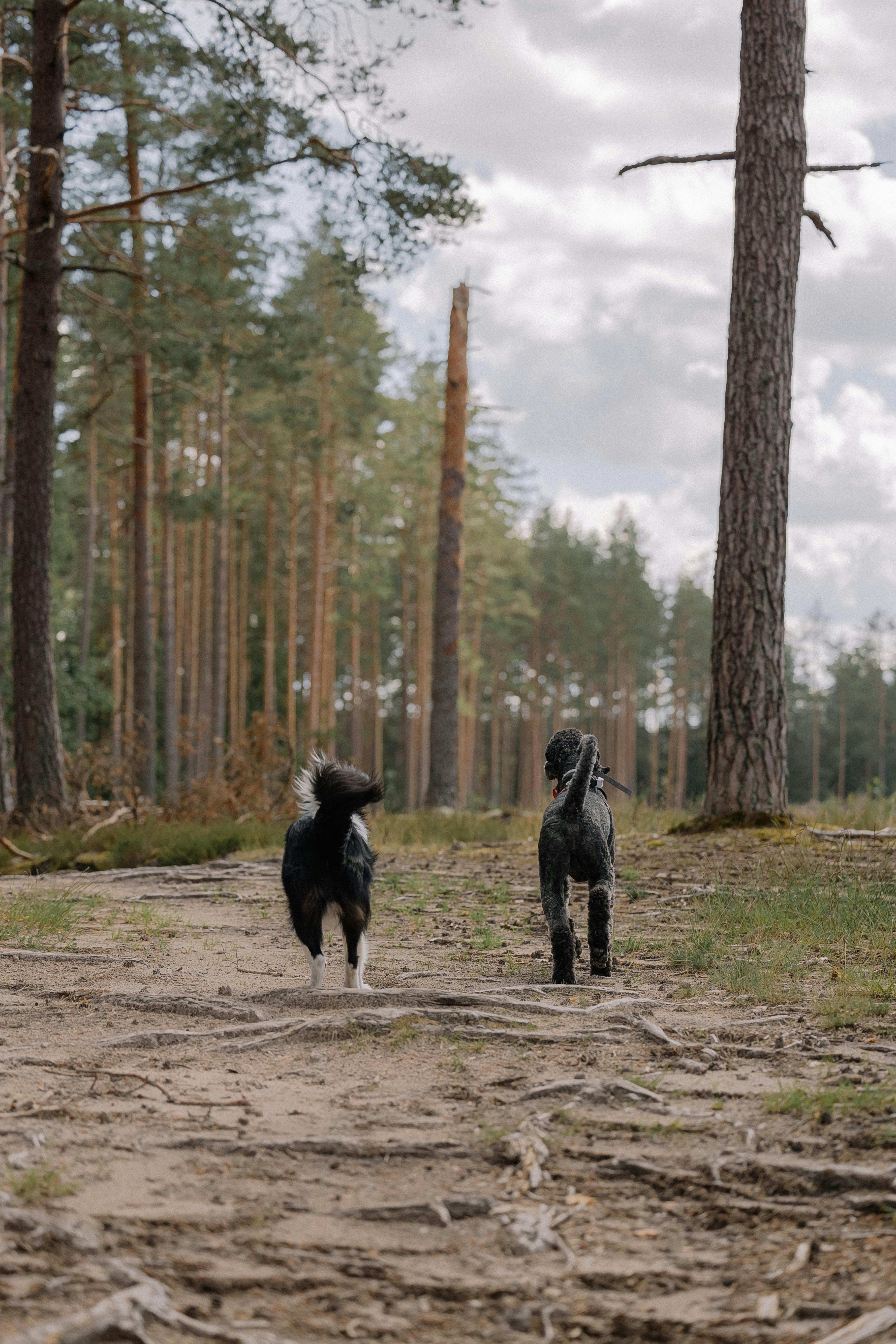 Two dogs running through the woods in the middle of a forest · Free ...