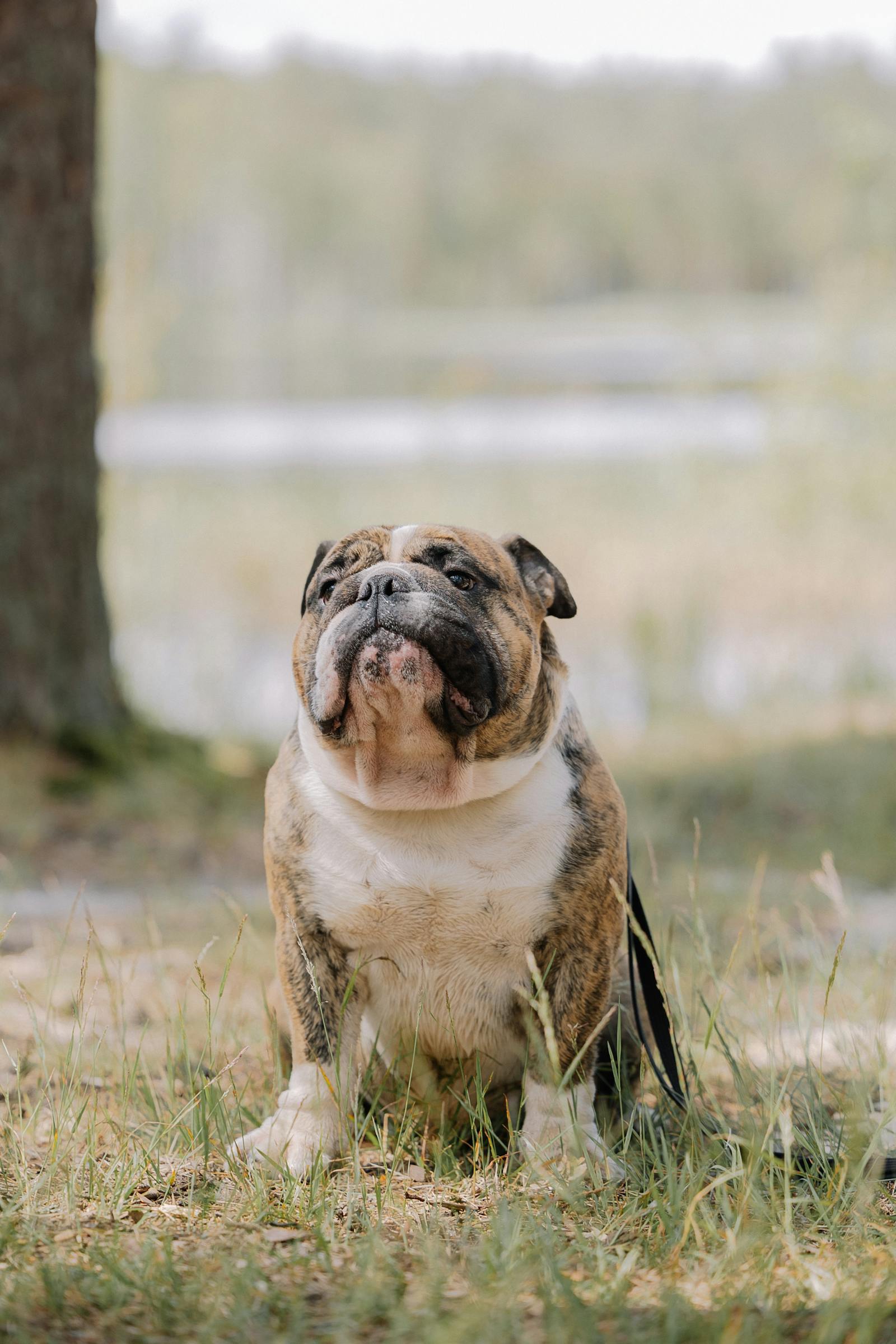 English Bulldog Photos, Download The BEST Free English Bulldog Stock ...