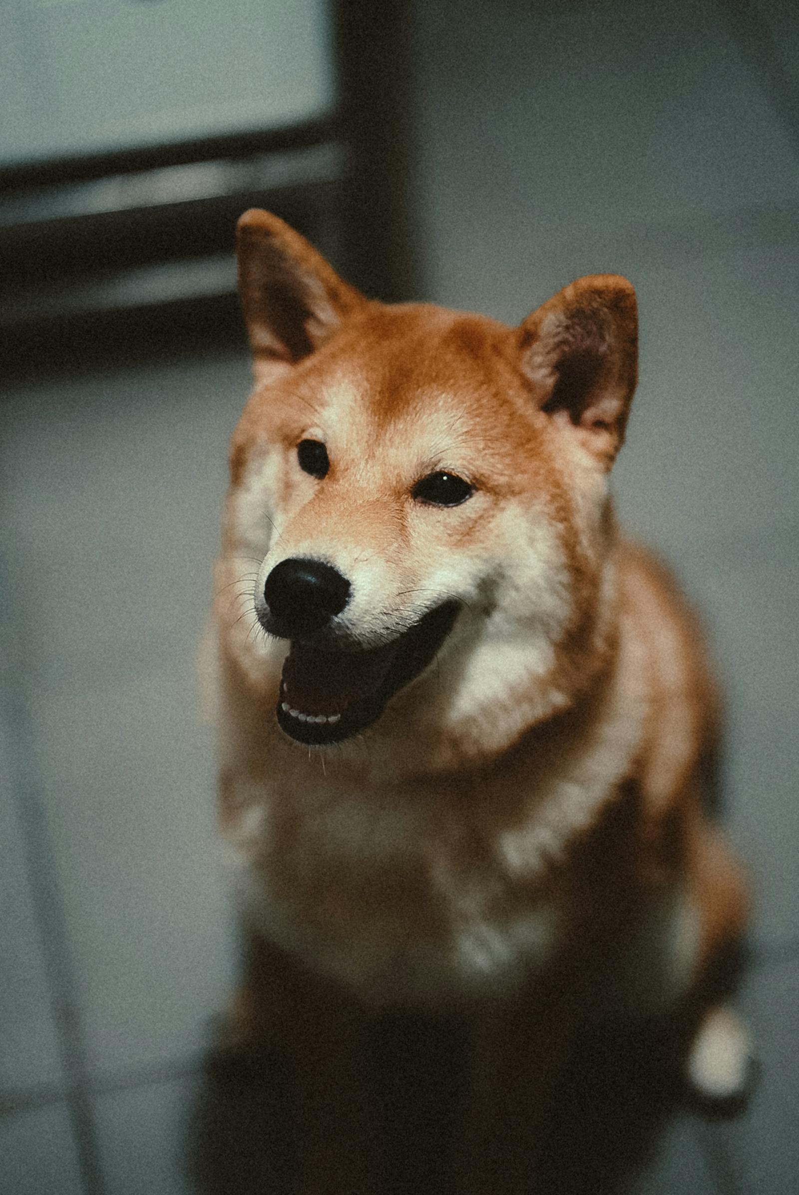 Shiba Inu Photos, Download The BEST Free Shiba Inu Stock Photos & HD Images
