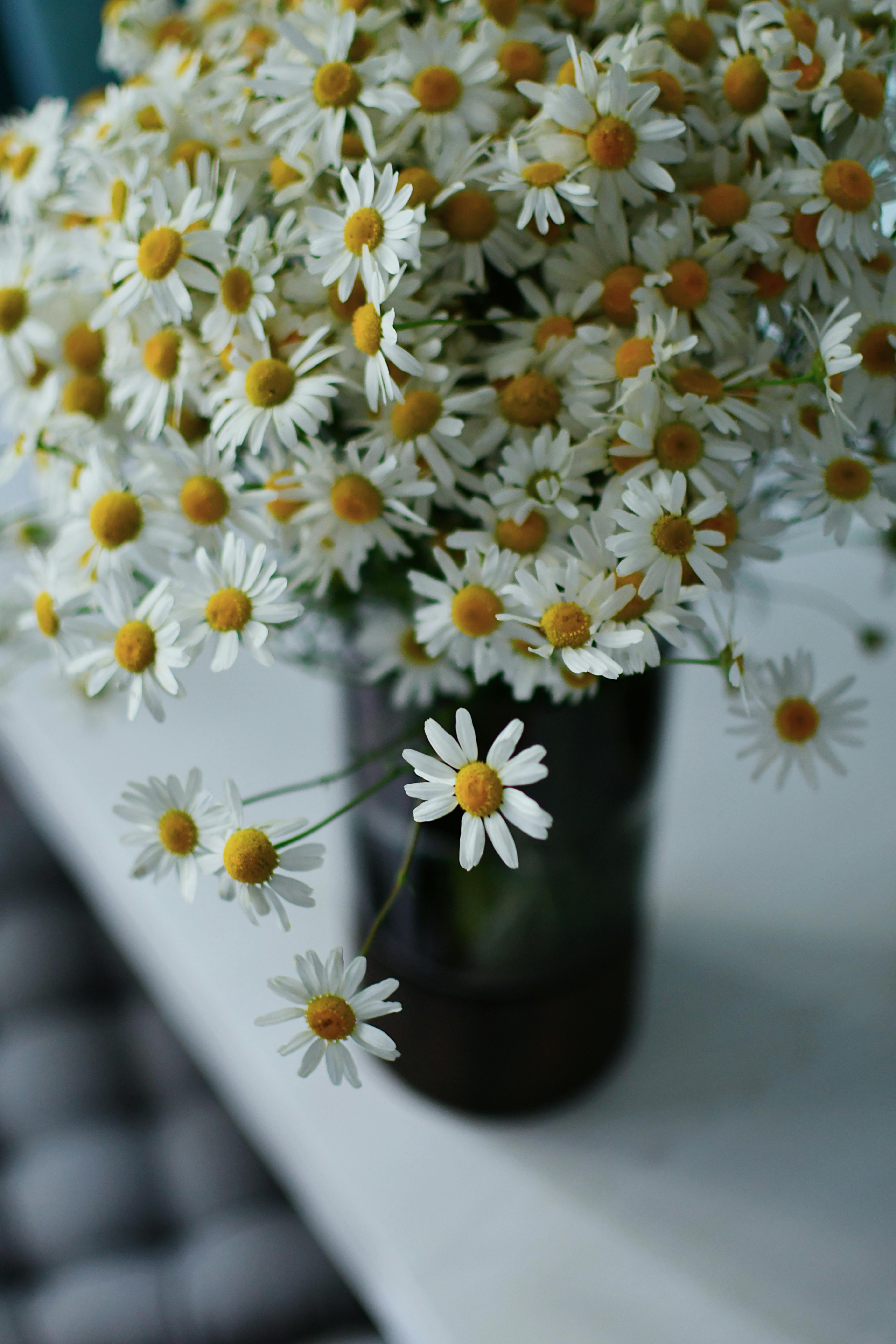 Bouquet of Chamomile · Free Stock Photo