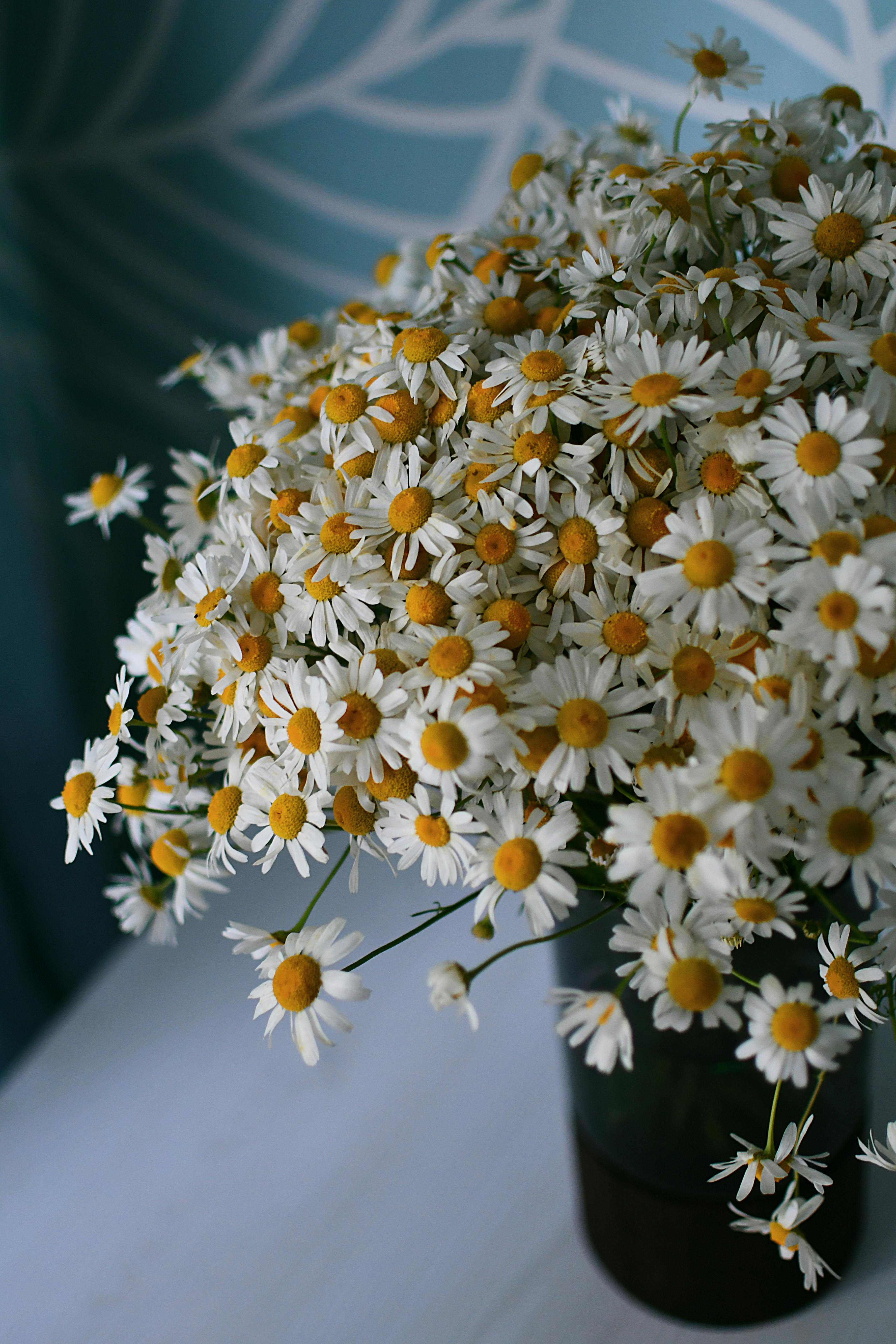 Vase of Bunch of Chamomile · Free Stock Photo
