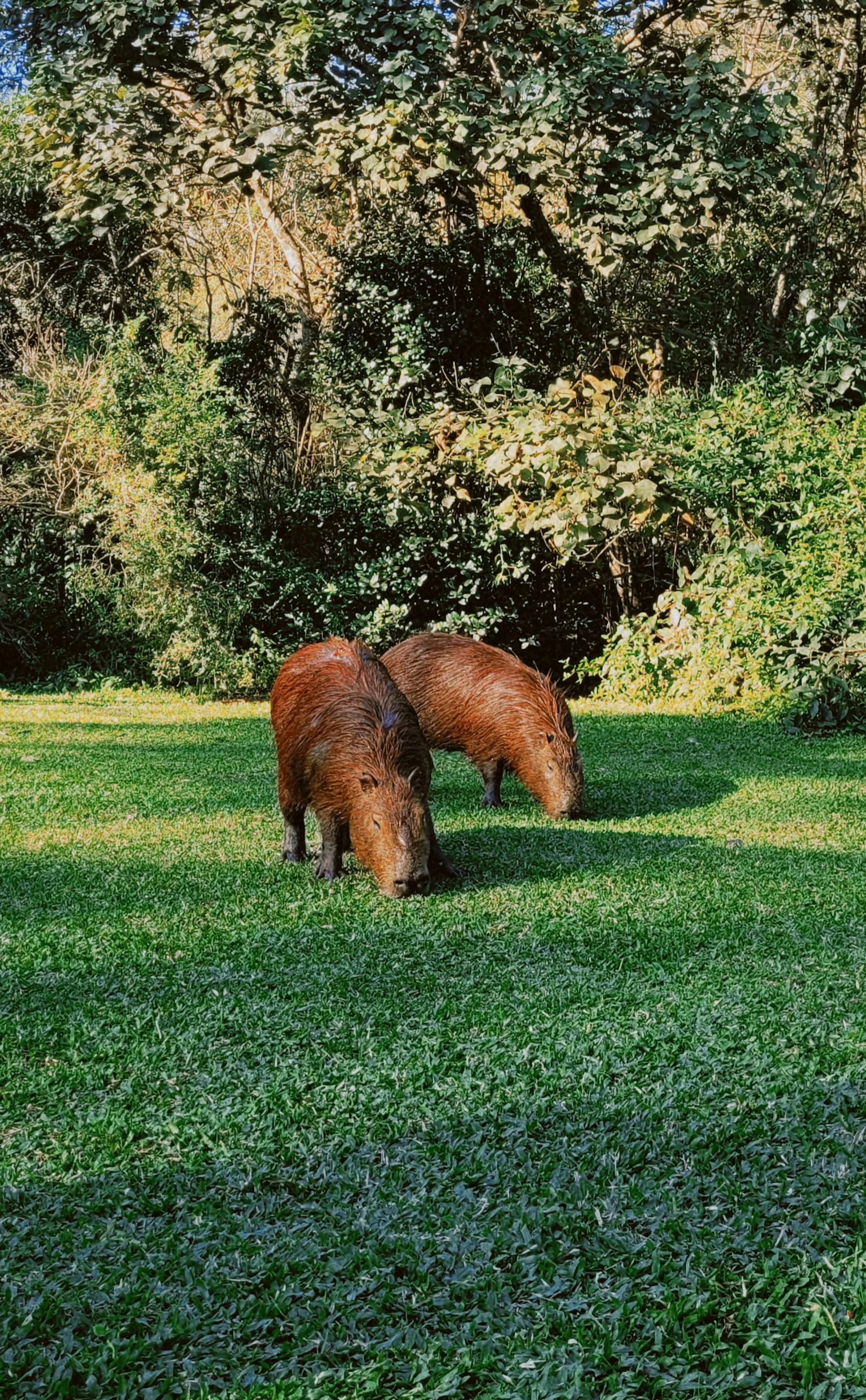 Two Capybaras in a Field · Free Stock Photo
