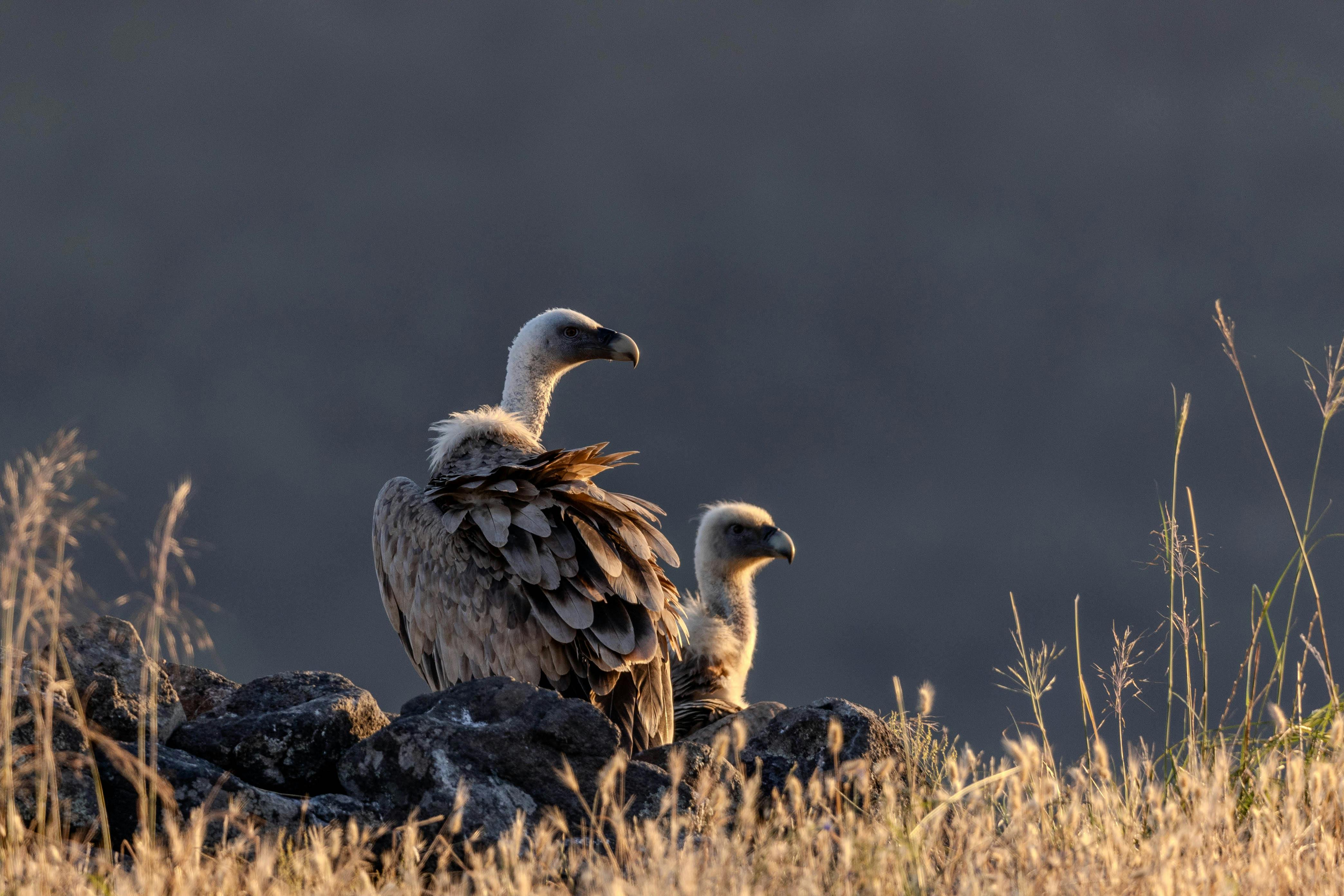 Two Vultures in a Field · Free Stock Photo